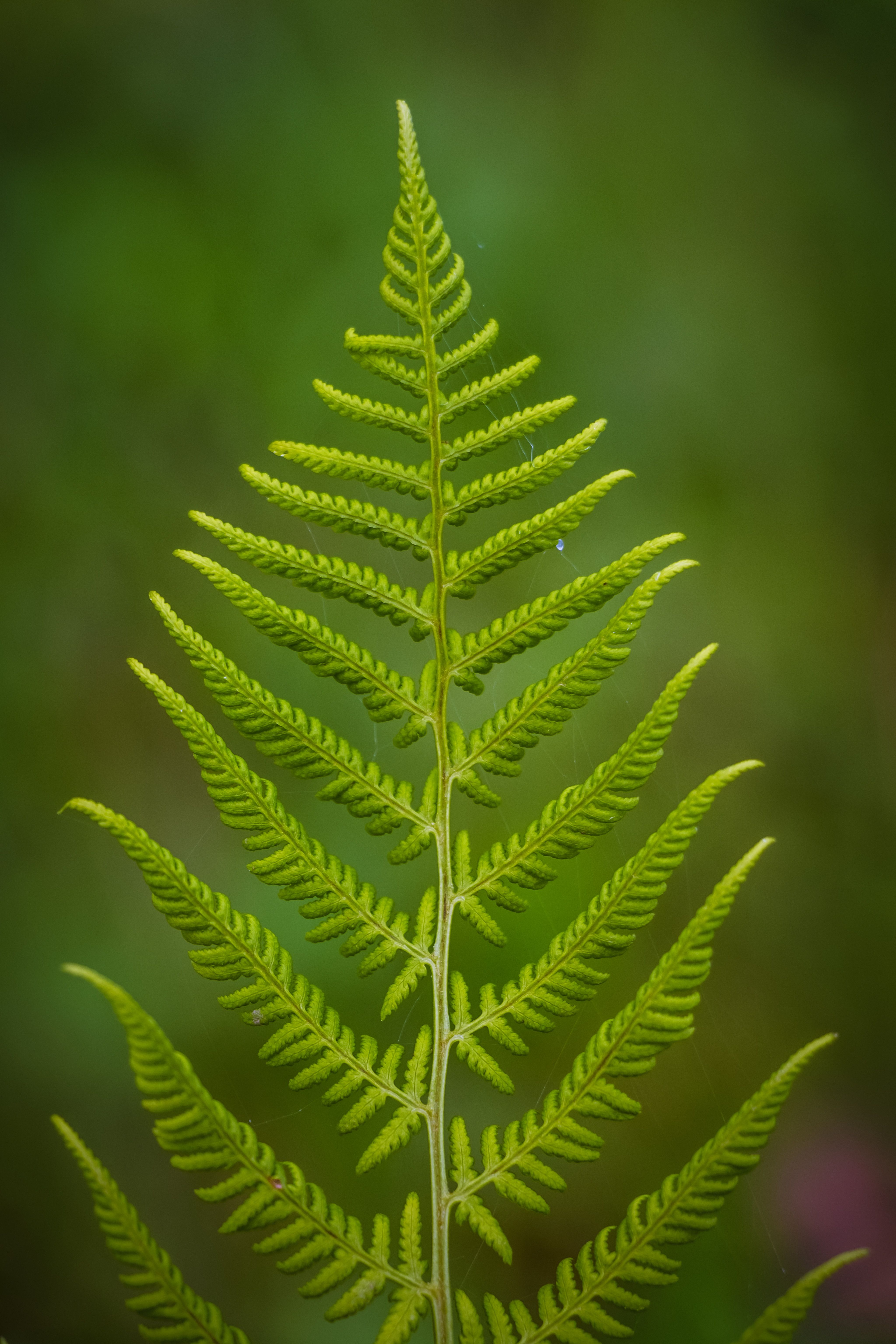 Foto d'estoc gratuïta de falguera, fulles, natura