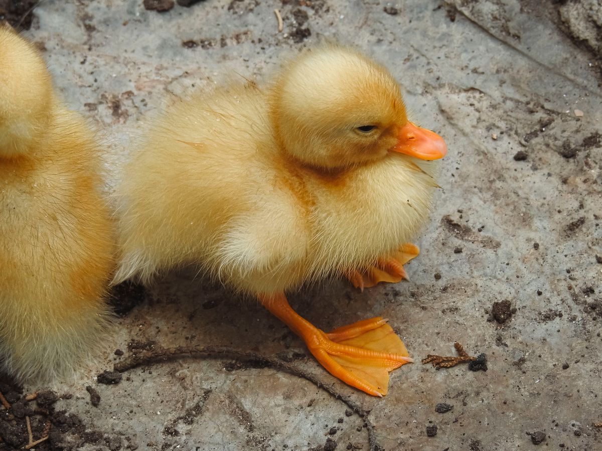 Cute Duck Photos, Download The BEST Free Cute Duck Stock Photos & HD Images