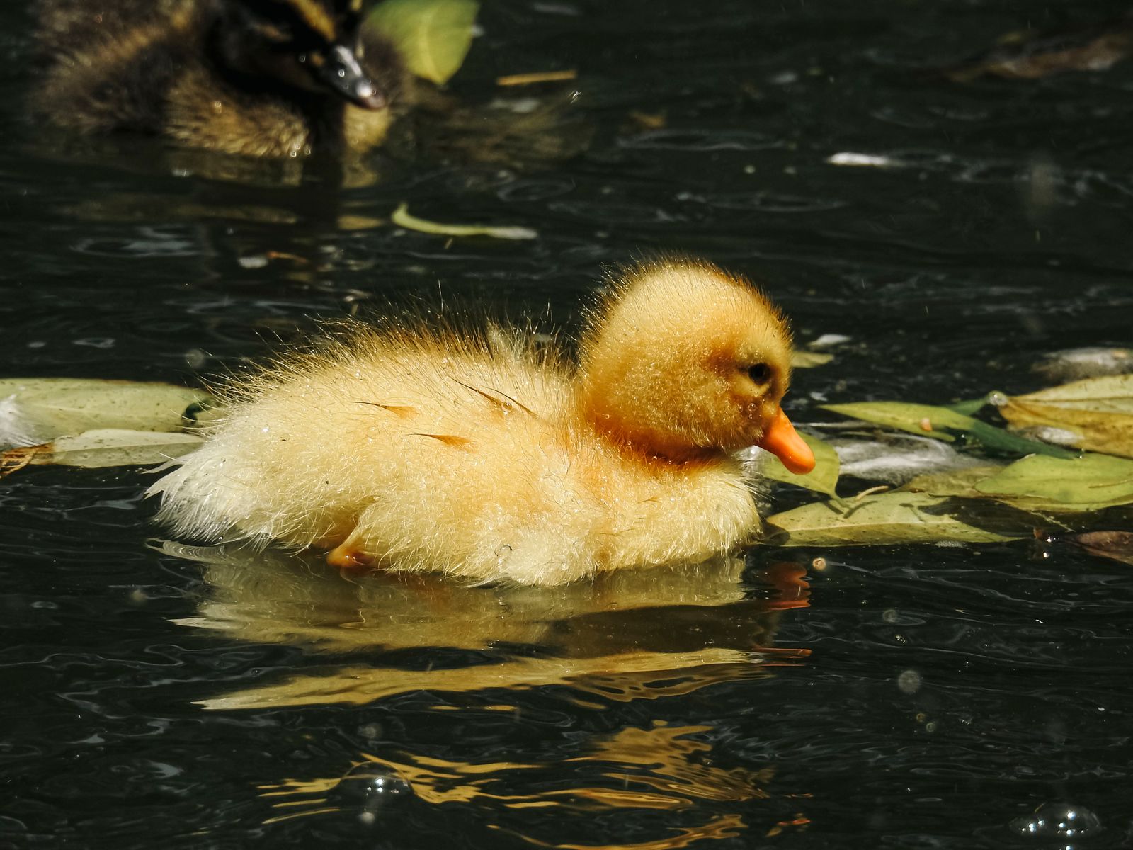 Cute Duck Photos, Download The BEST Free Cute Duck Stock Photos & HD Images