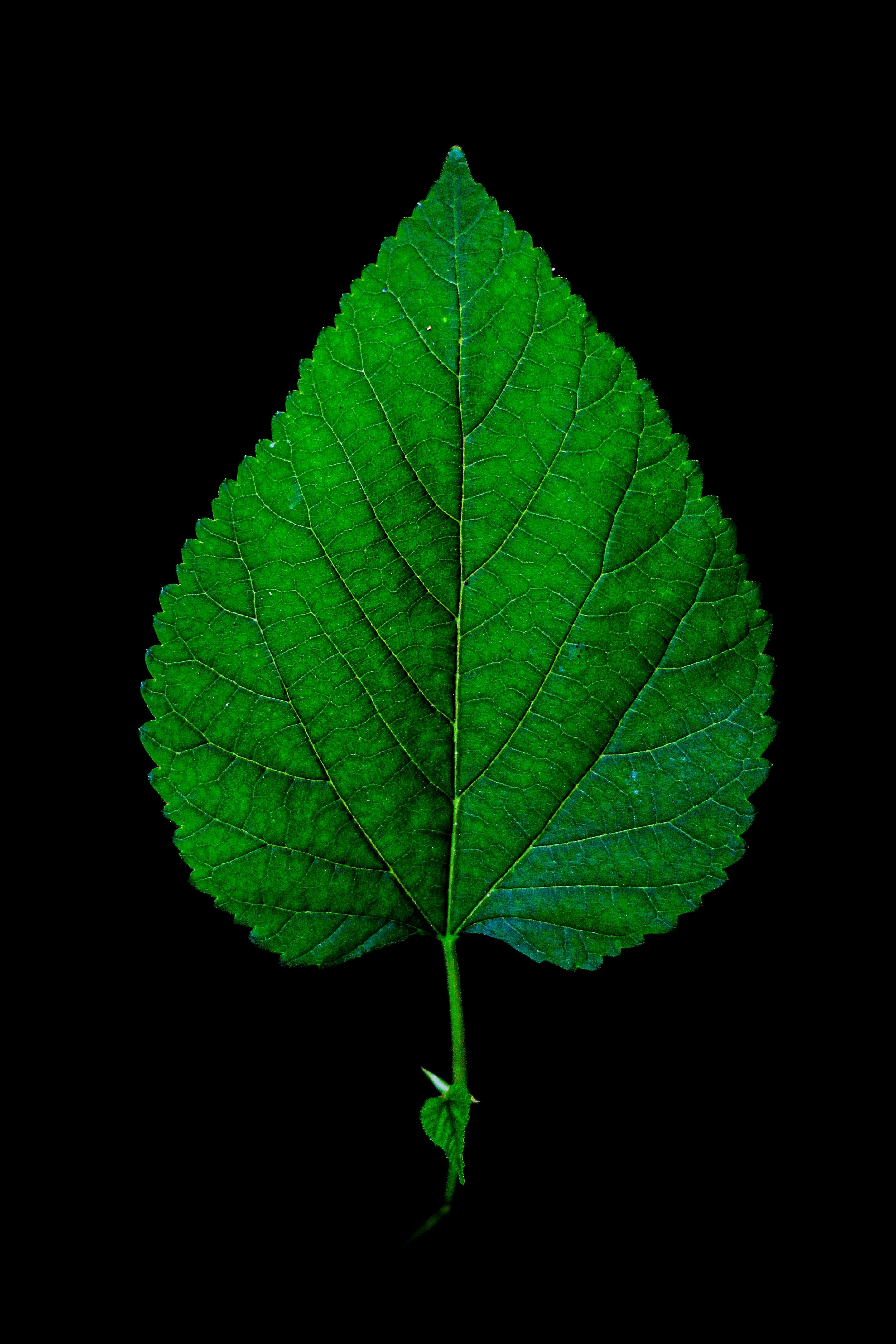 Green Leaf · Free Stock Photo
