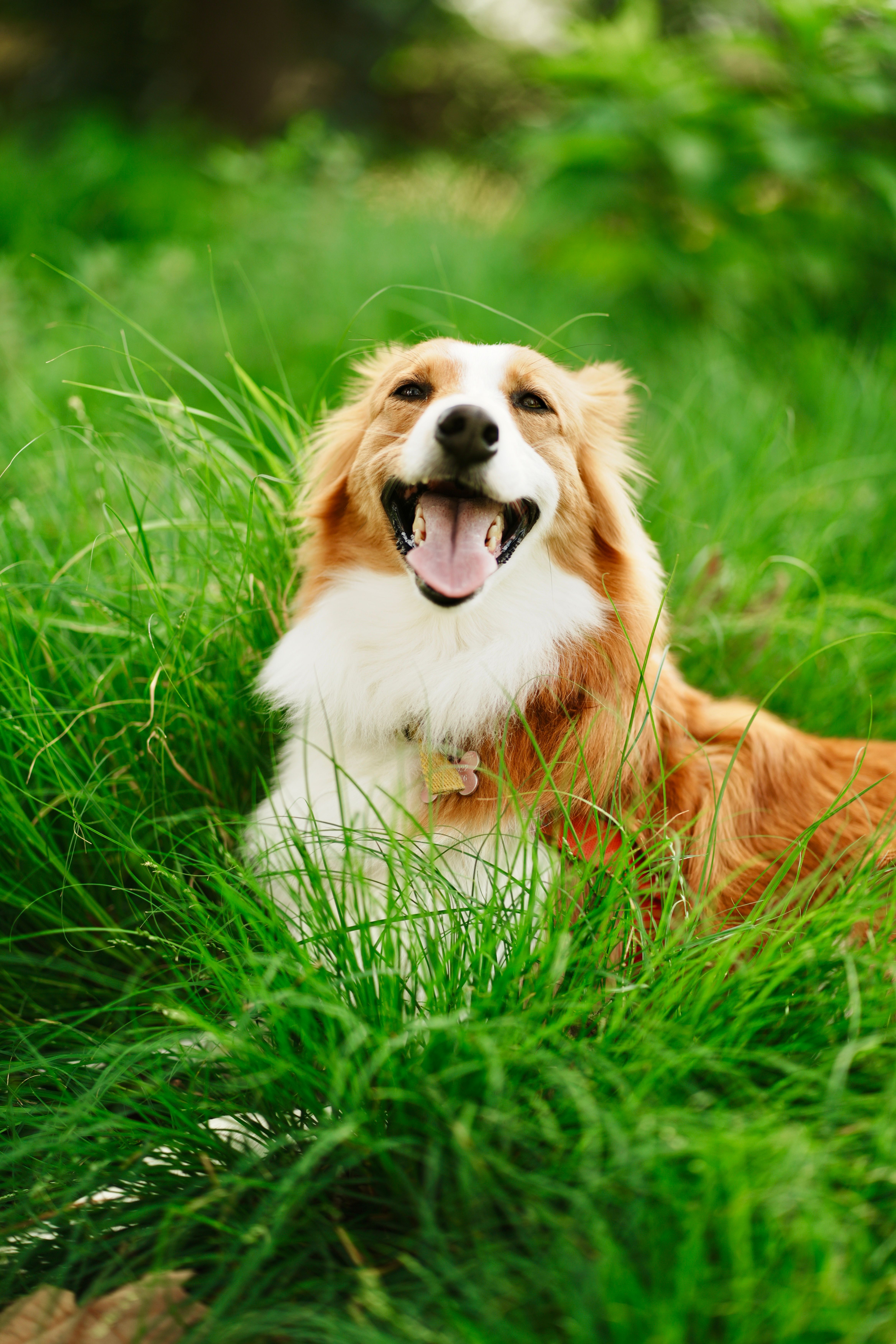 Corgi Feliz En La Exuberante Hierba Verde Al Aire Libre · Foto de stock ...