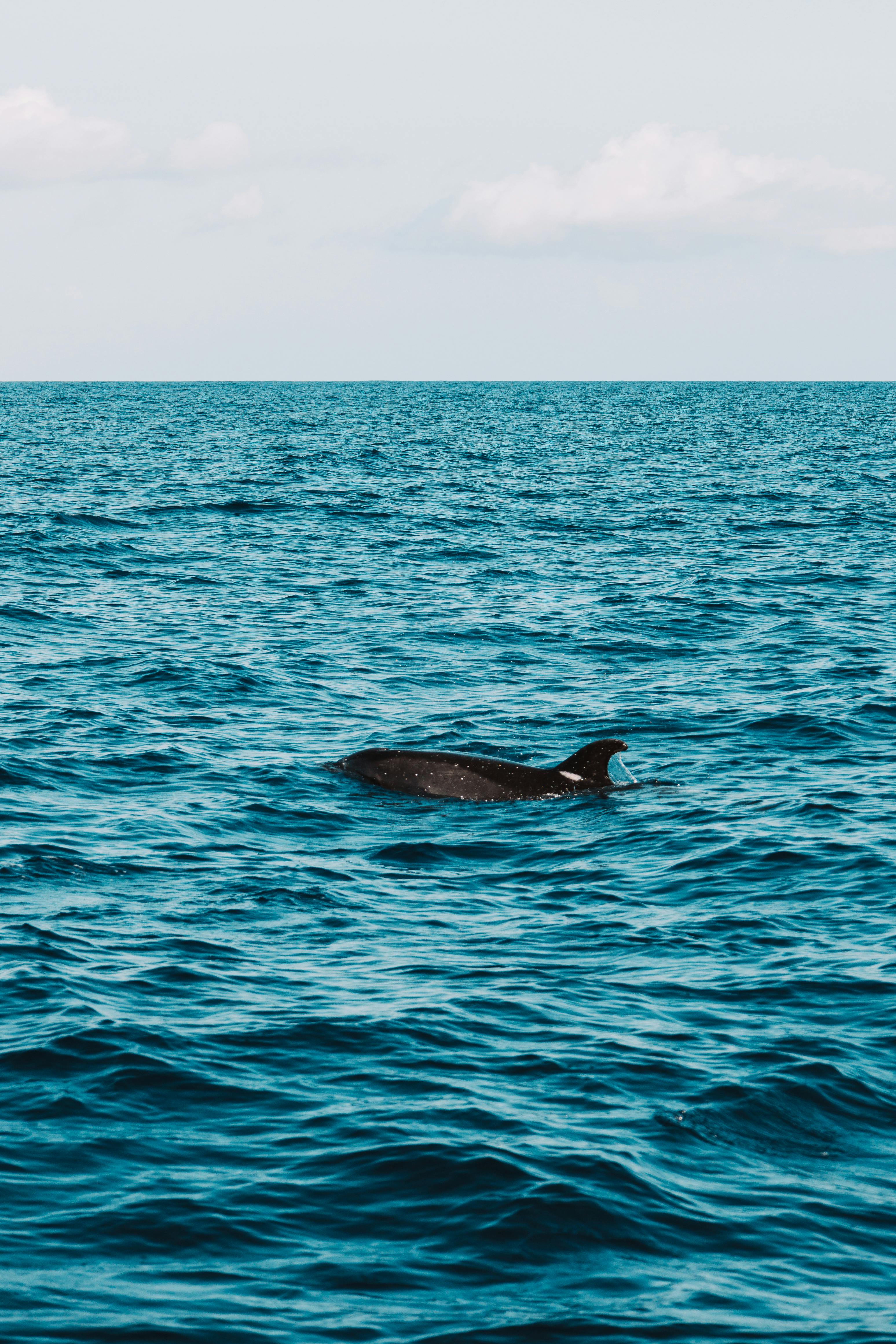 Dolphin Backgrounds Photos, Download The BEST Free Dolphin Backgrounds ...