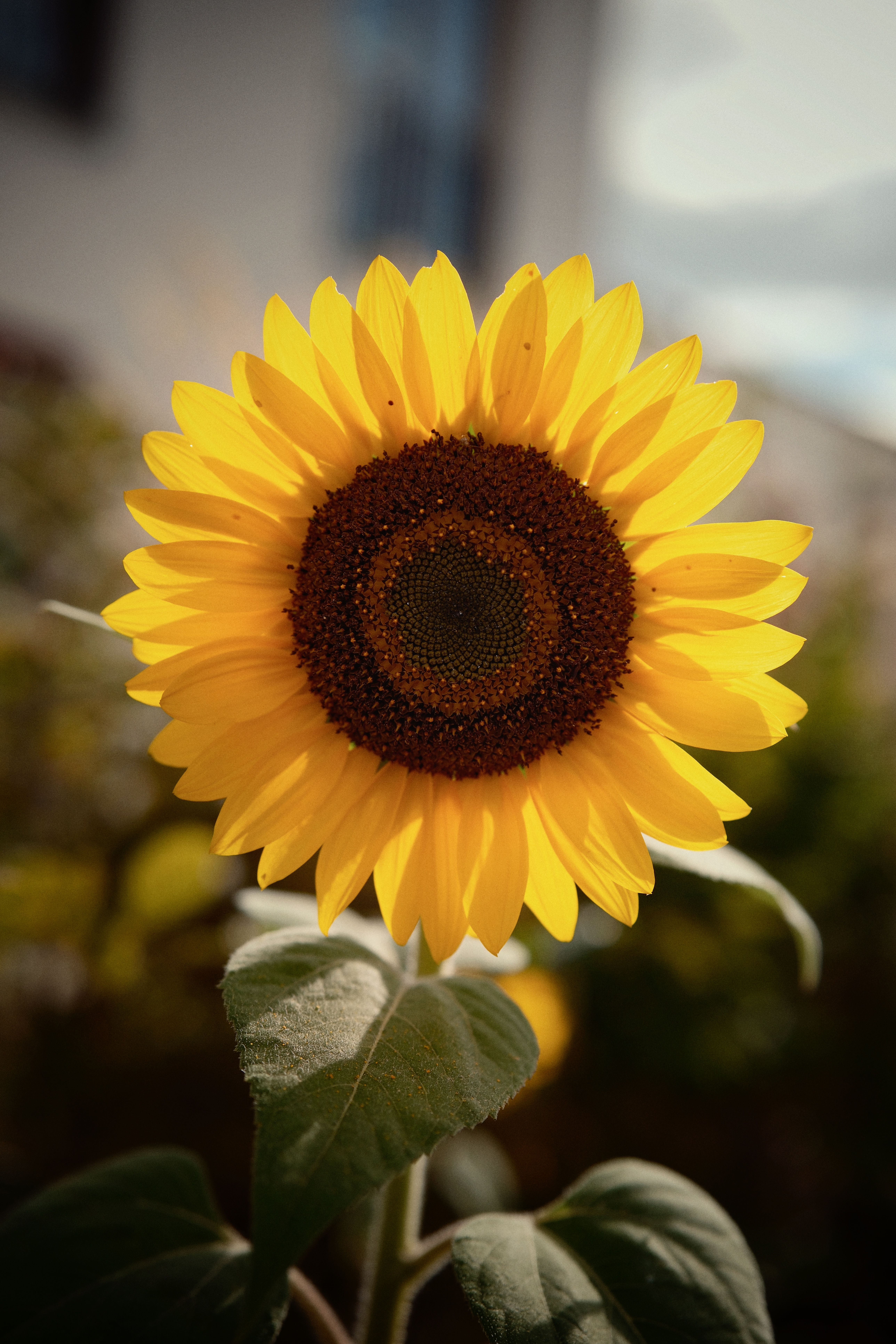 Free A vibrant sunflower in full bloom against a soft-focus background ...
