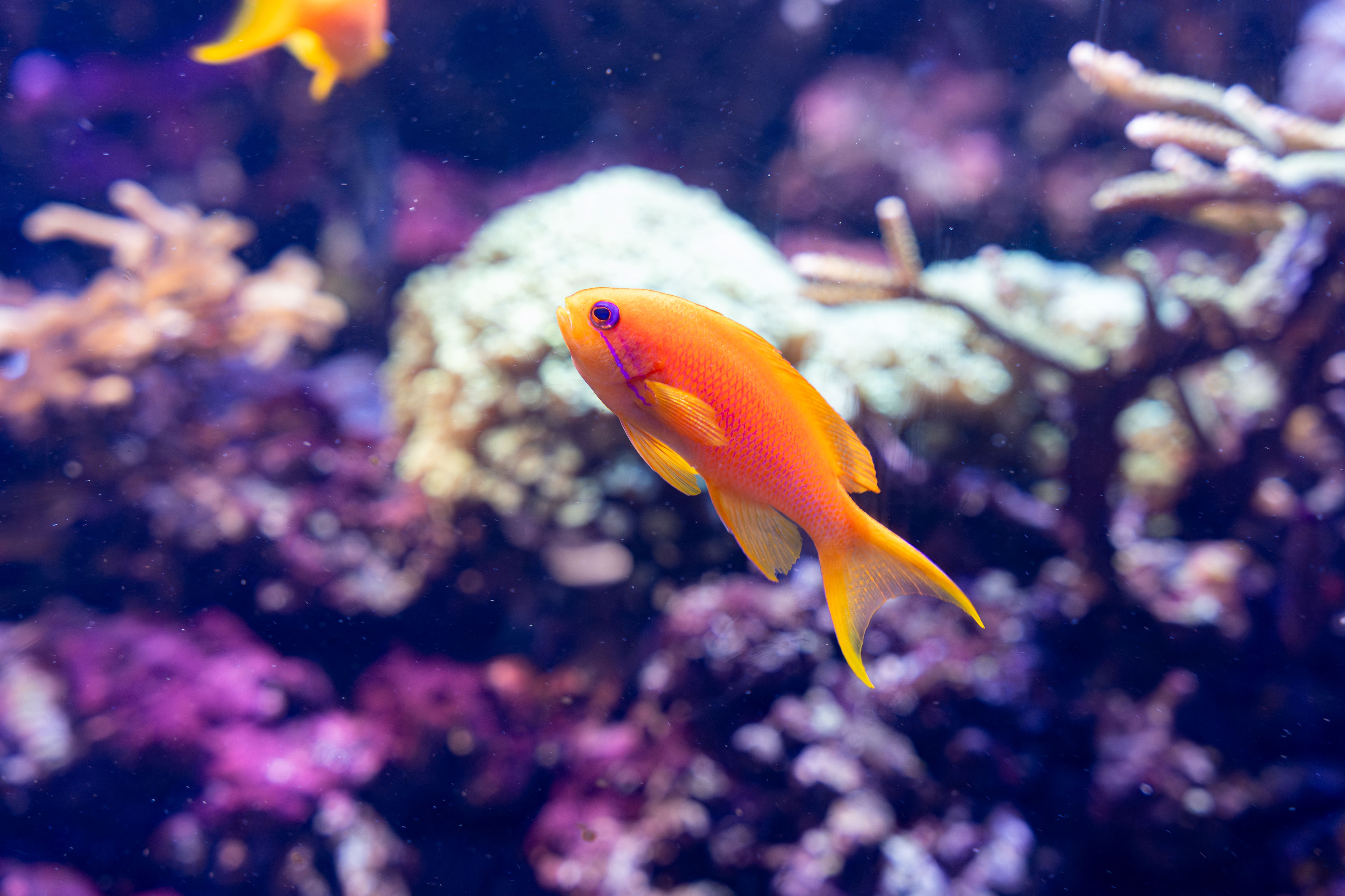 Sea Animals Photos, Download The BEST Free Sea Animals Stock Photos ...