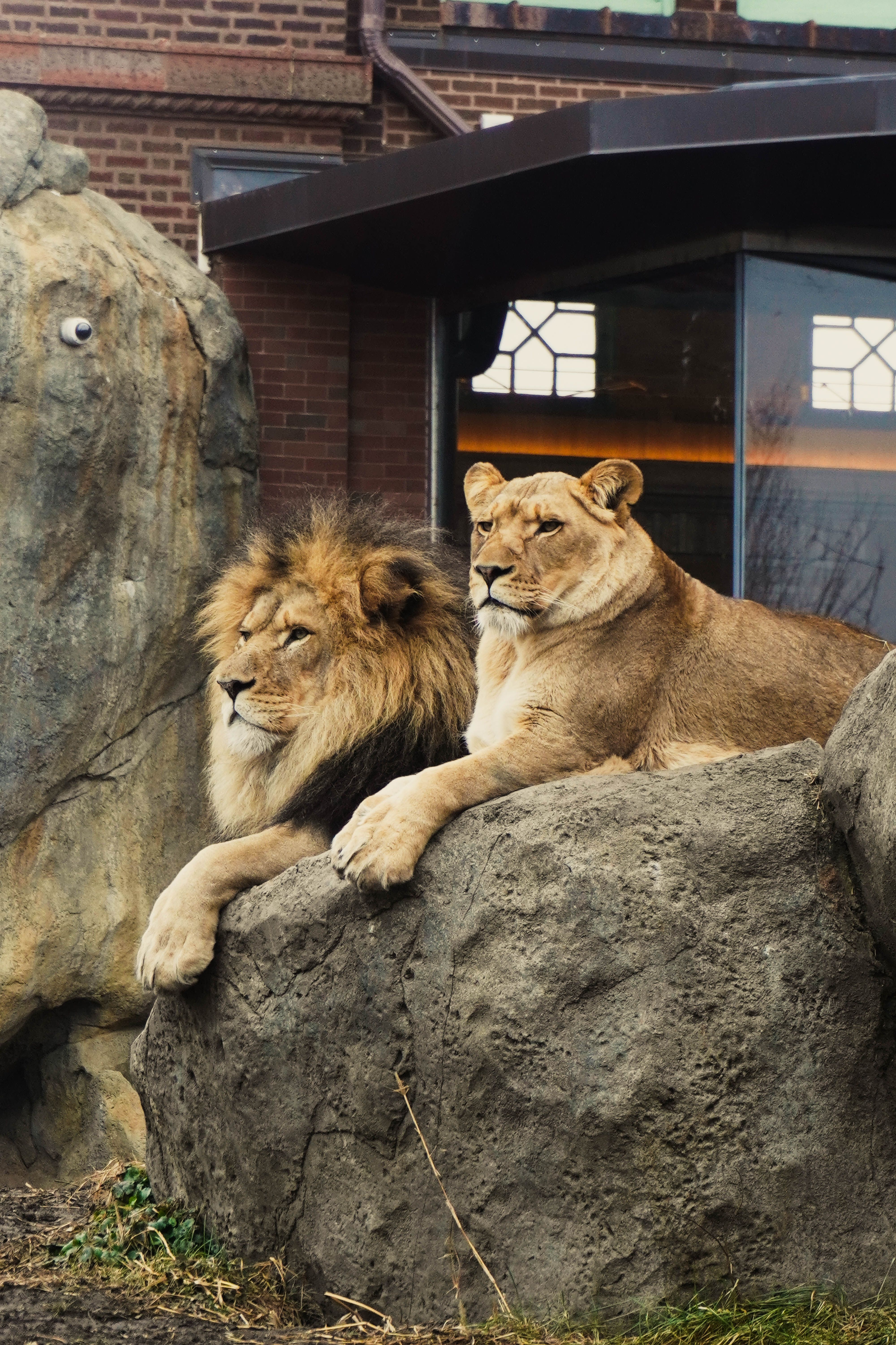 Majestuosa Pareja De Leones Descansando Sobre Las Rocas En El Zoológico ...