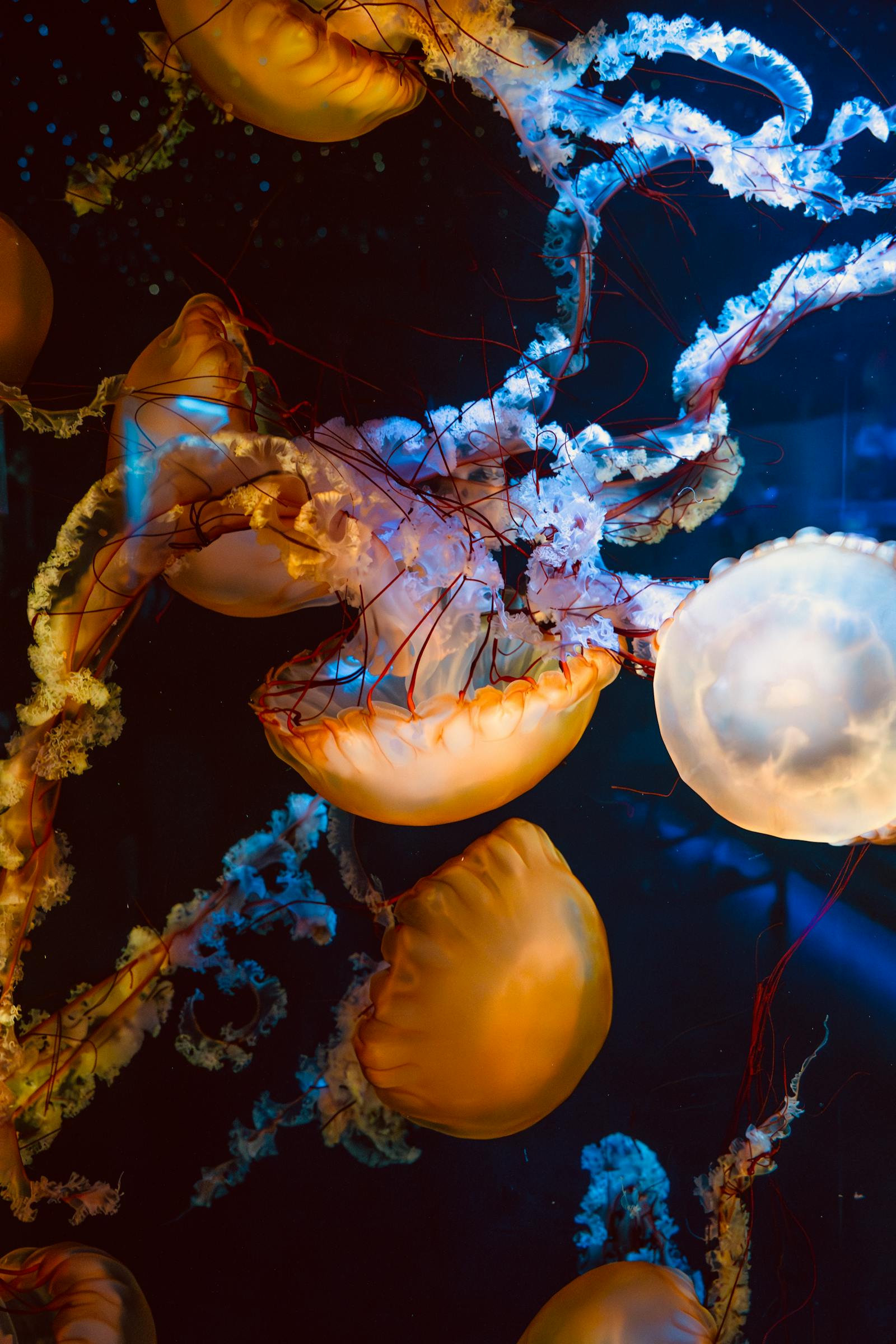 Sea Animals Photos, Download The BEST Free Sea Animals Stock Photos ...