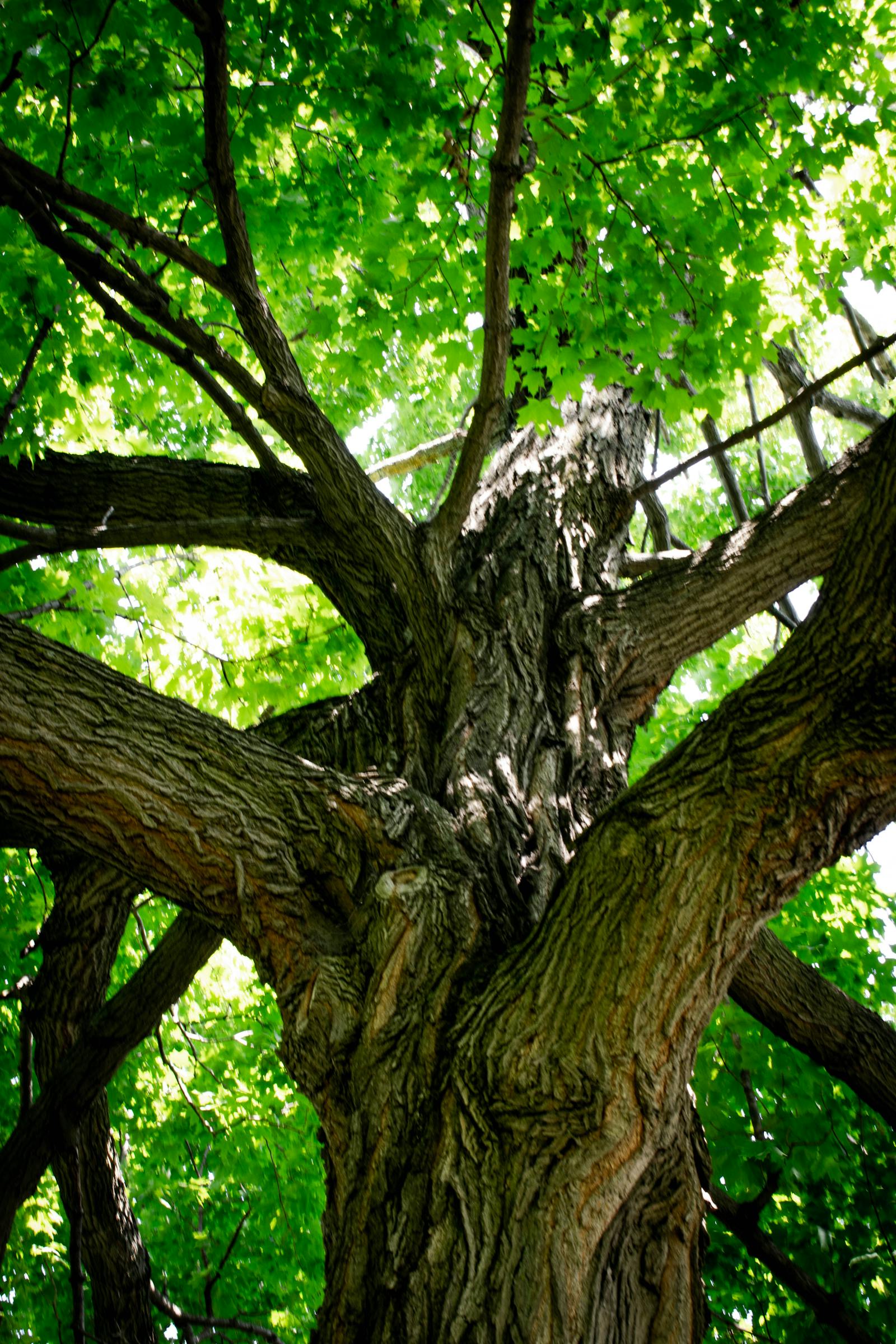 Old Tree Photos, Download The BEST Free Old Tree Stock Photos & HD Images