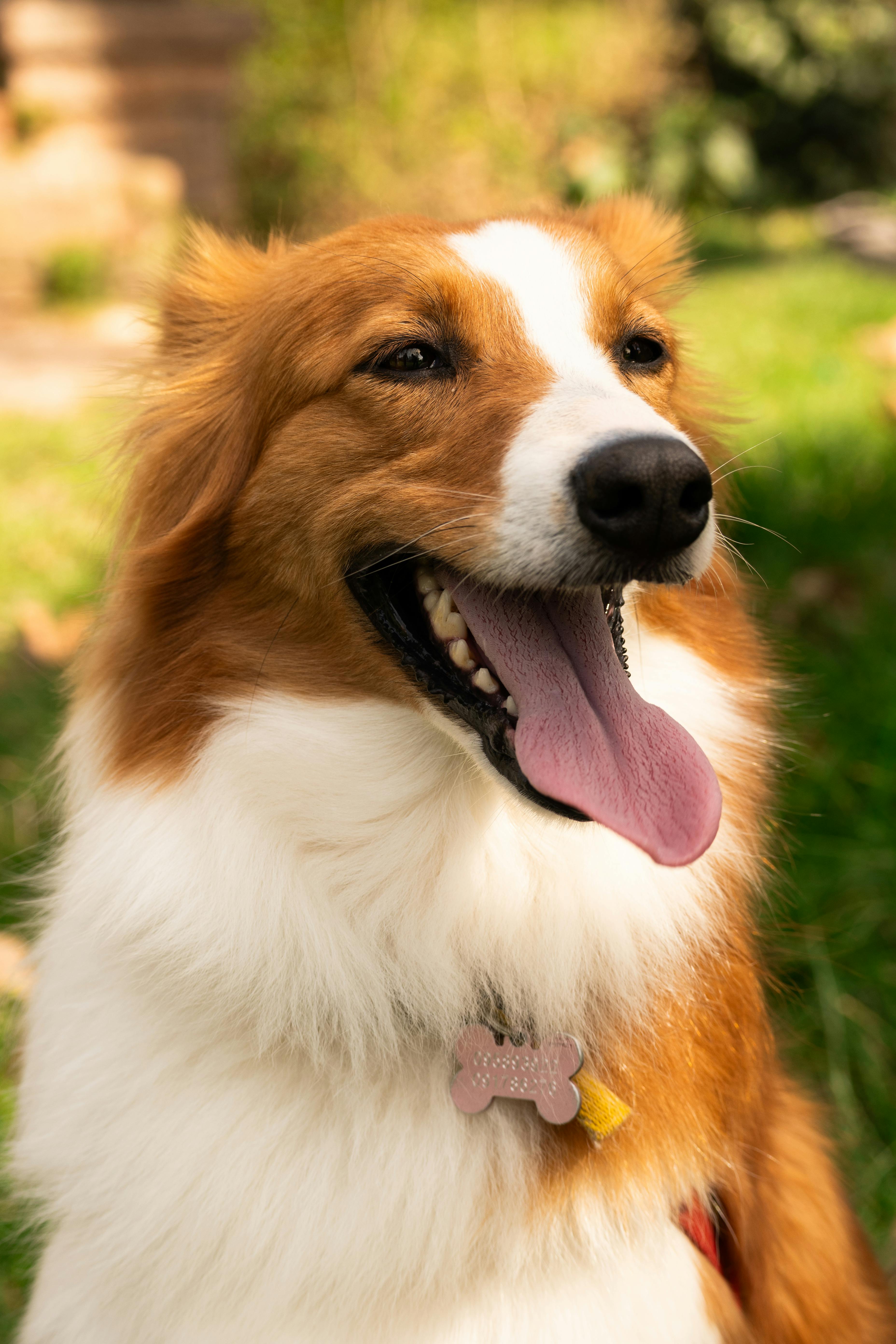 Border Collie Enérgico En Un Entorno Al Aire Libre · Foto de stock gratuita