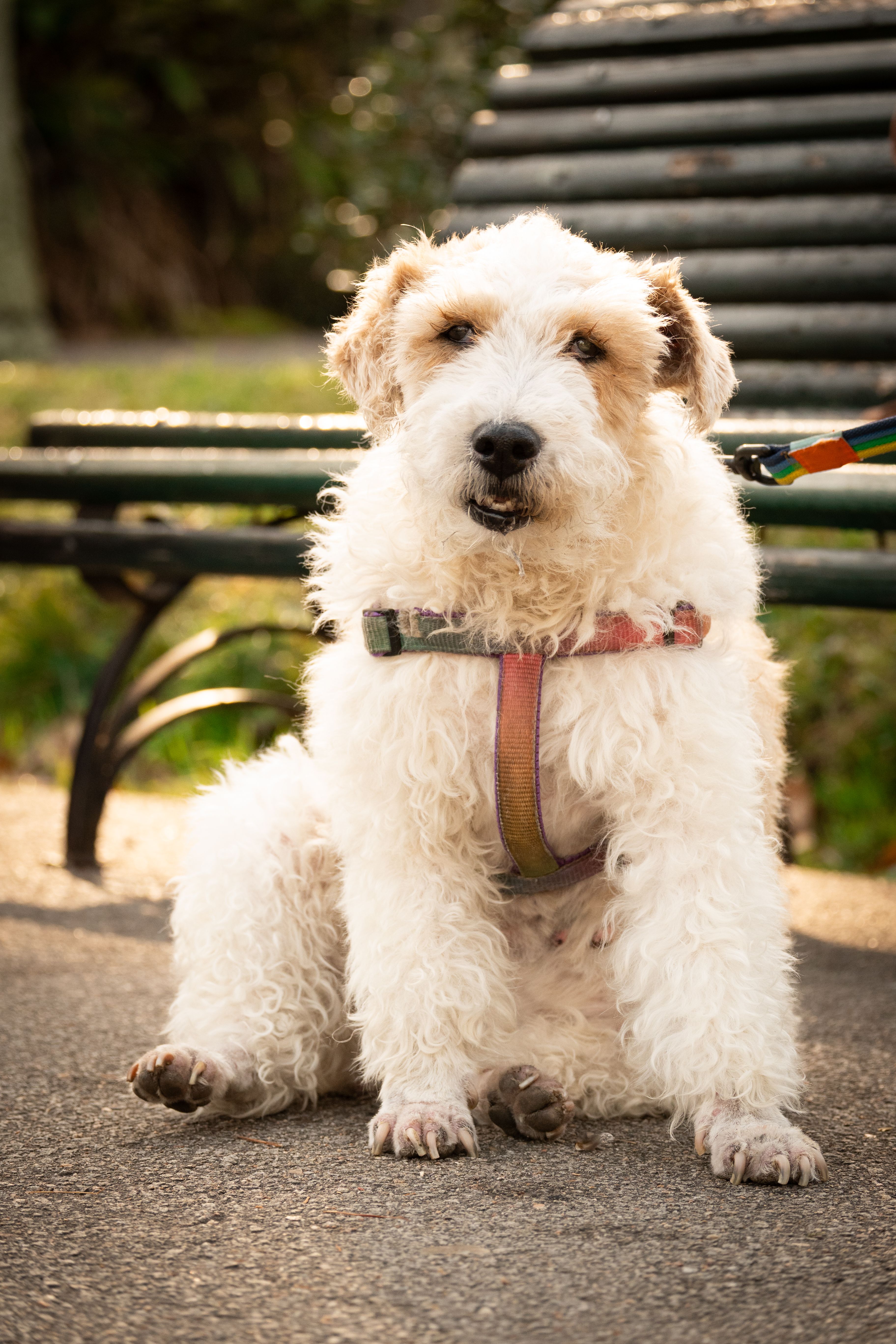 Adorable Fox Terrier De Pelo Duro Sentado Al Aire Libre · Foto de stock ...