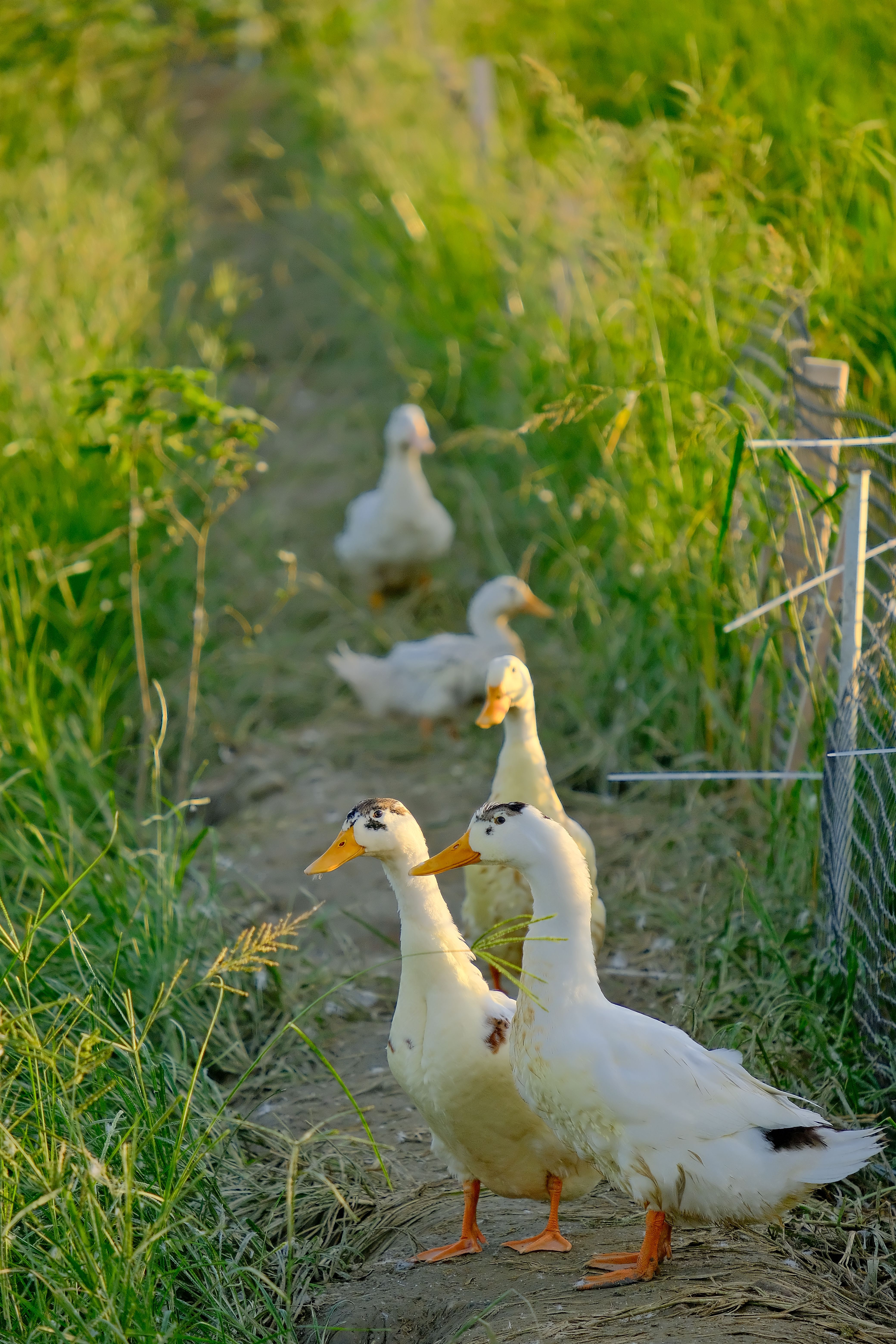 Ducks Photos, Download The BEST Free Ducks Stock Photos & HD Images