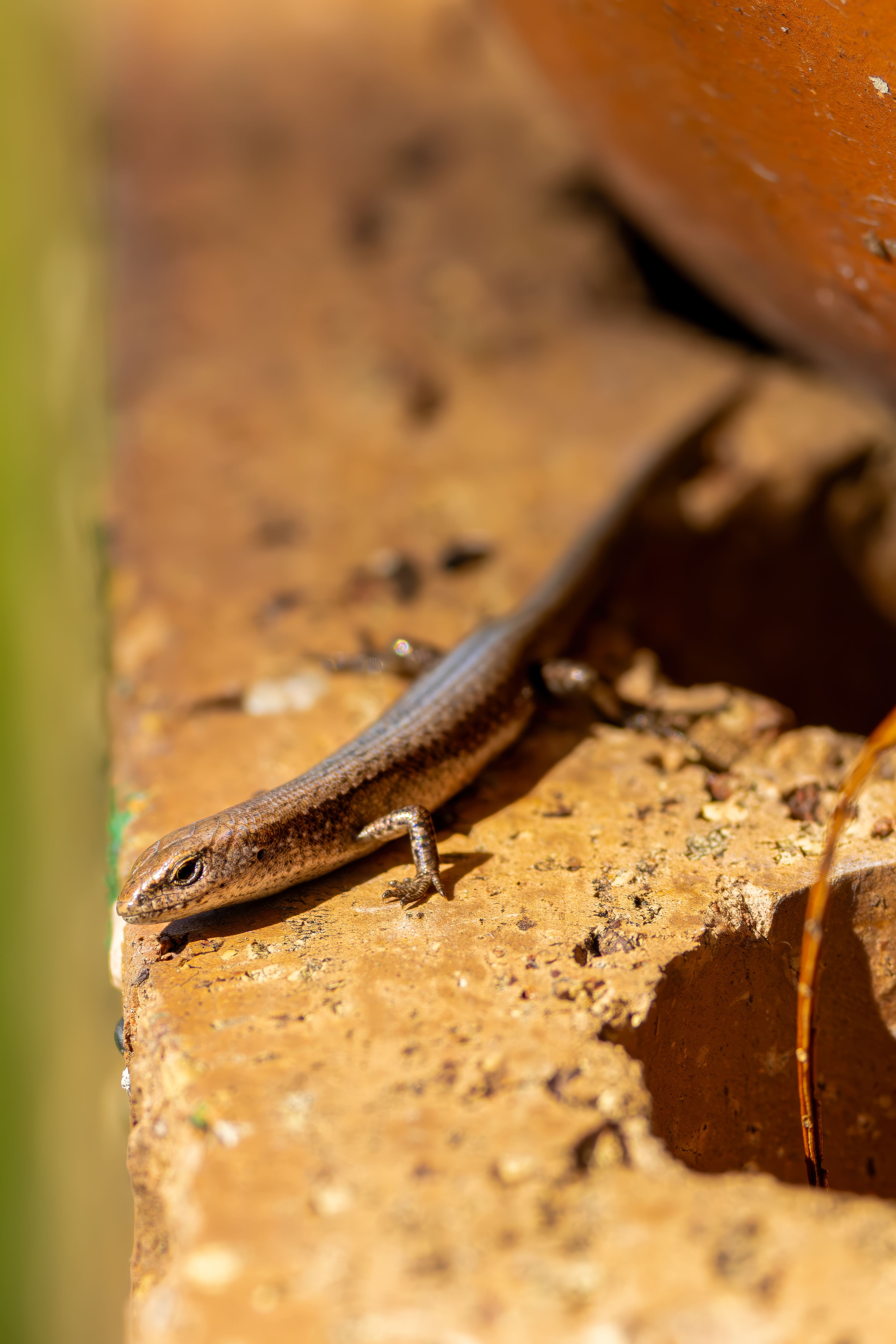Close-Up of a Garden Skink in Campbelltown · Free Stock Photo