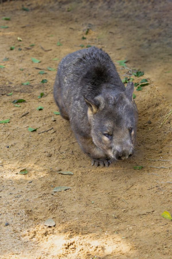 Cute Wombat Photos, Download The BEST Free Cute Wombat Stock Photos ...