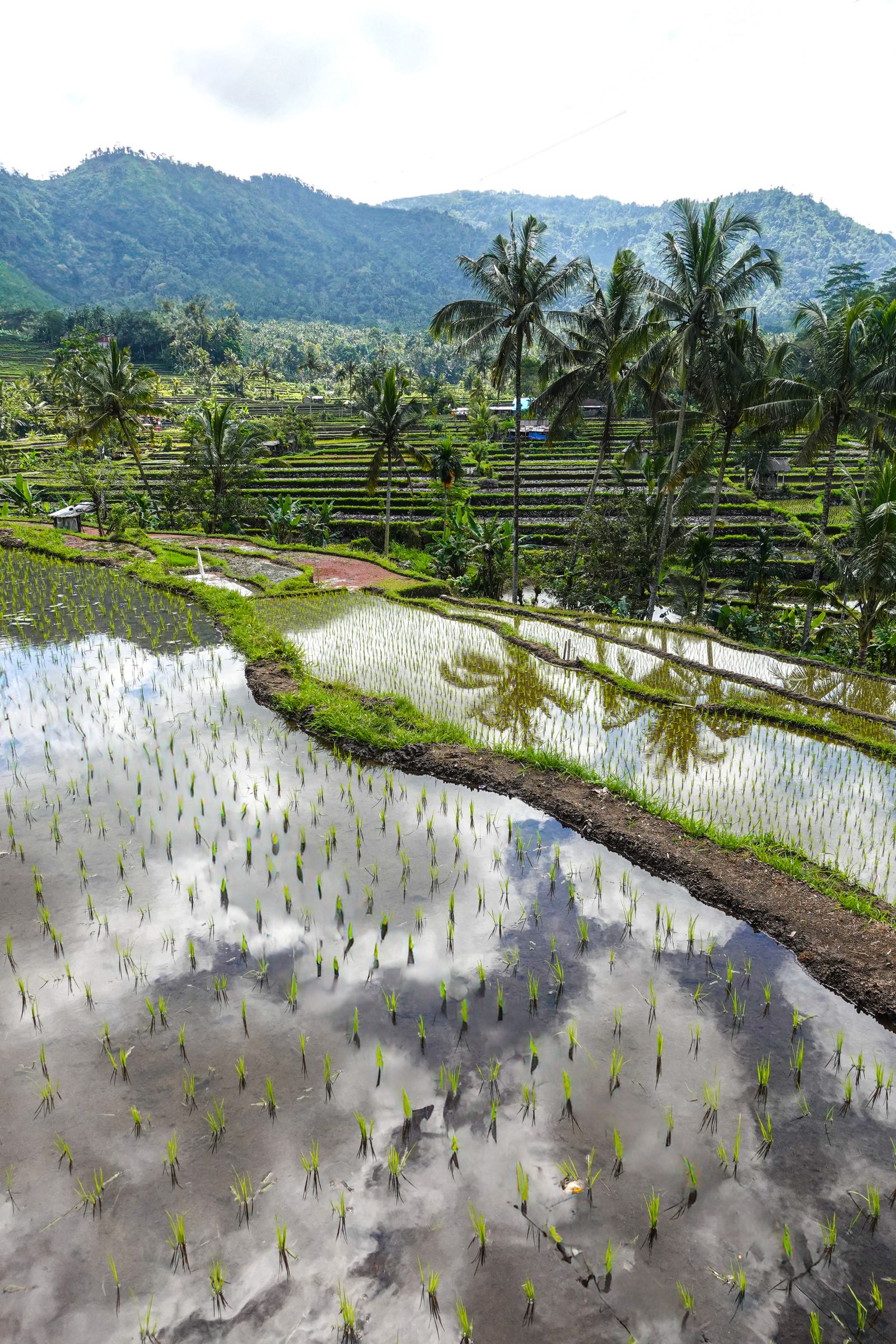 Terrace Farming Photos, Download The BEST Free Terrace Farming Stock ...