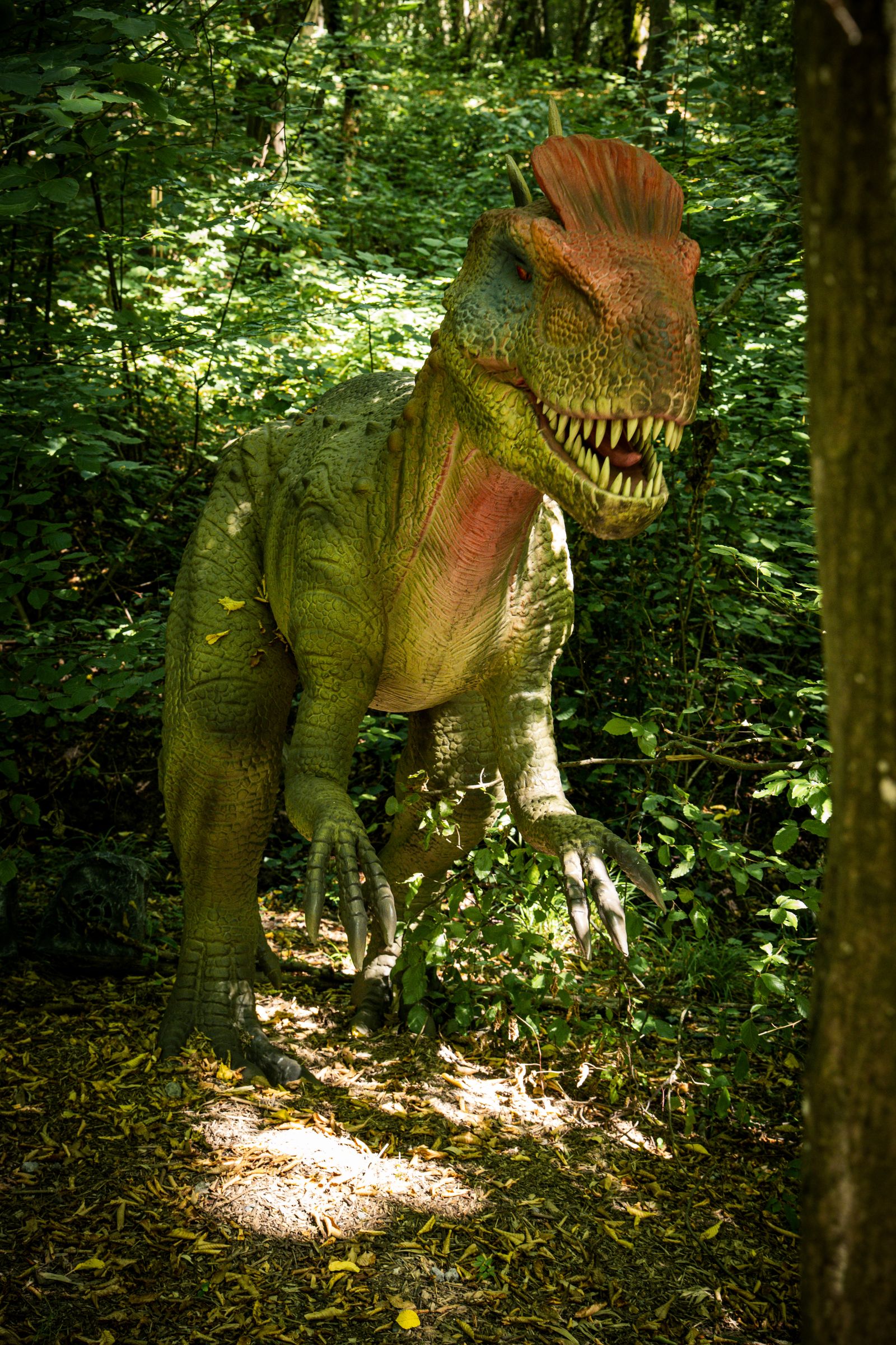 Real Dinosaur Photos, Download The BEST Free Real Dinosaur Stock Photos ...