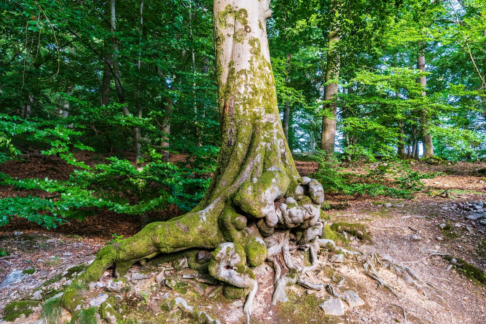 Old Tree Photos, Download The BEST Free Old Tree Stock Photos & HD Images