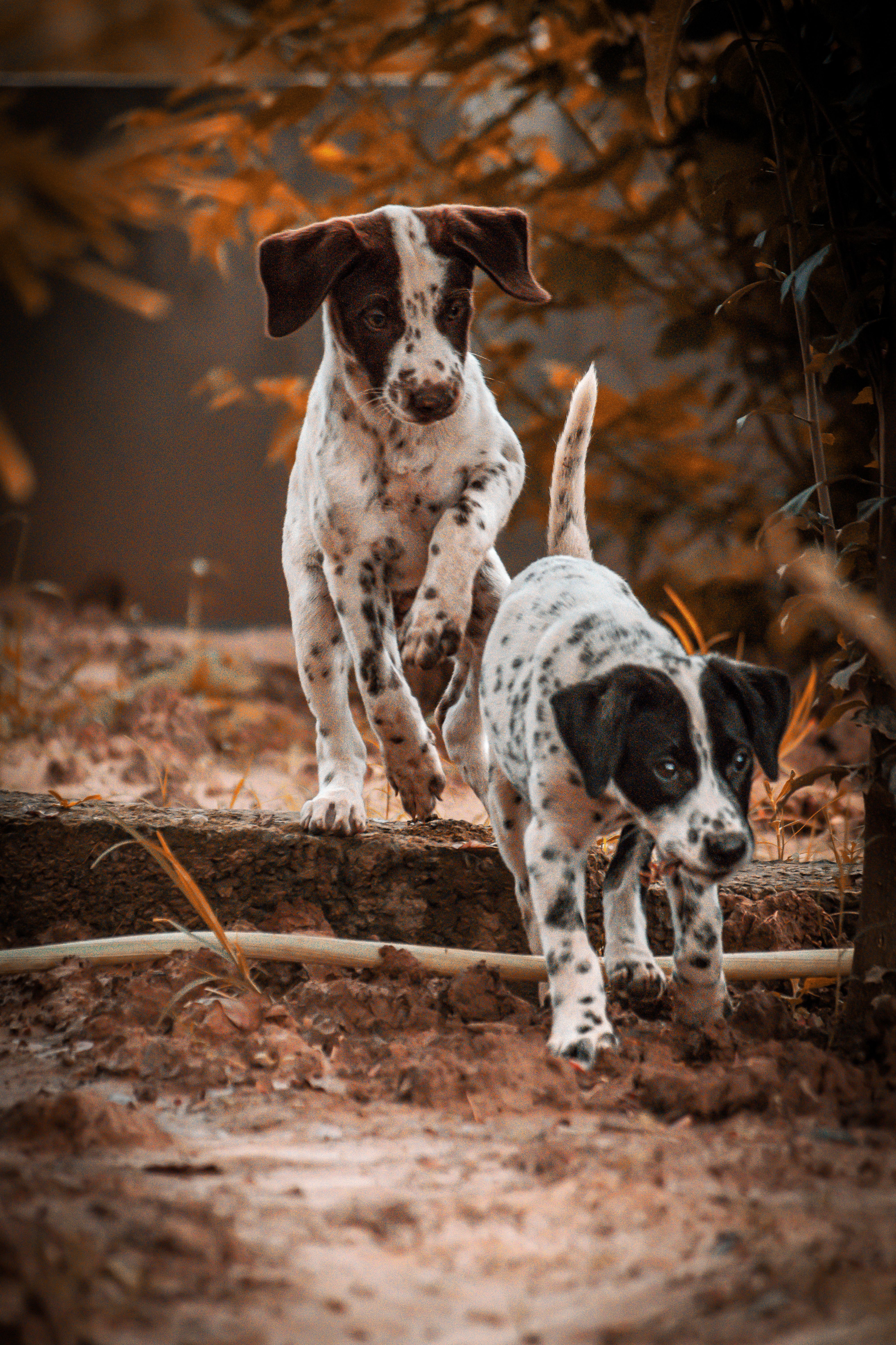 Adorable Spotted Puppies Playing Outdoors · Free Stock Photo