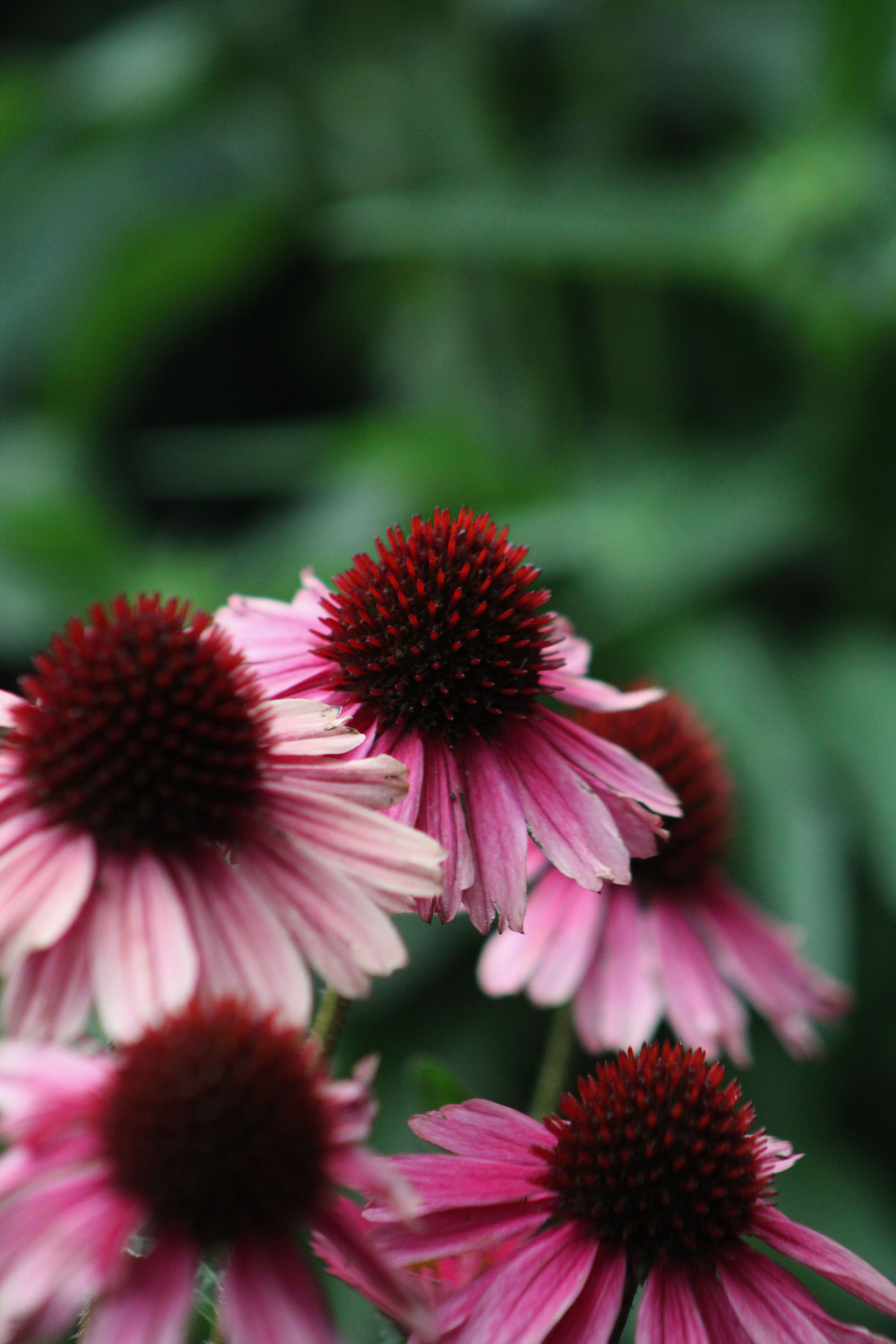 Close-up of Coneflowers Growing in a Garden · Free Stock Photo