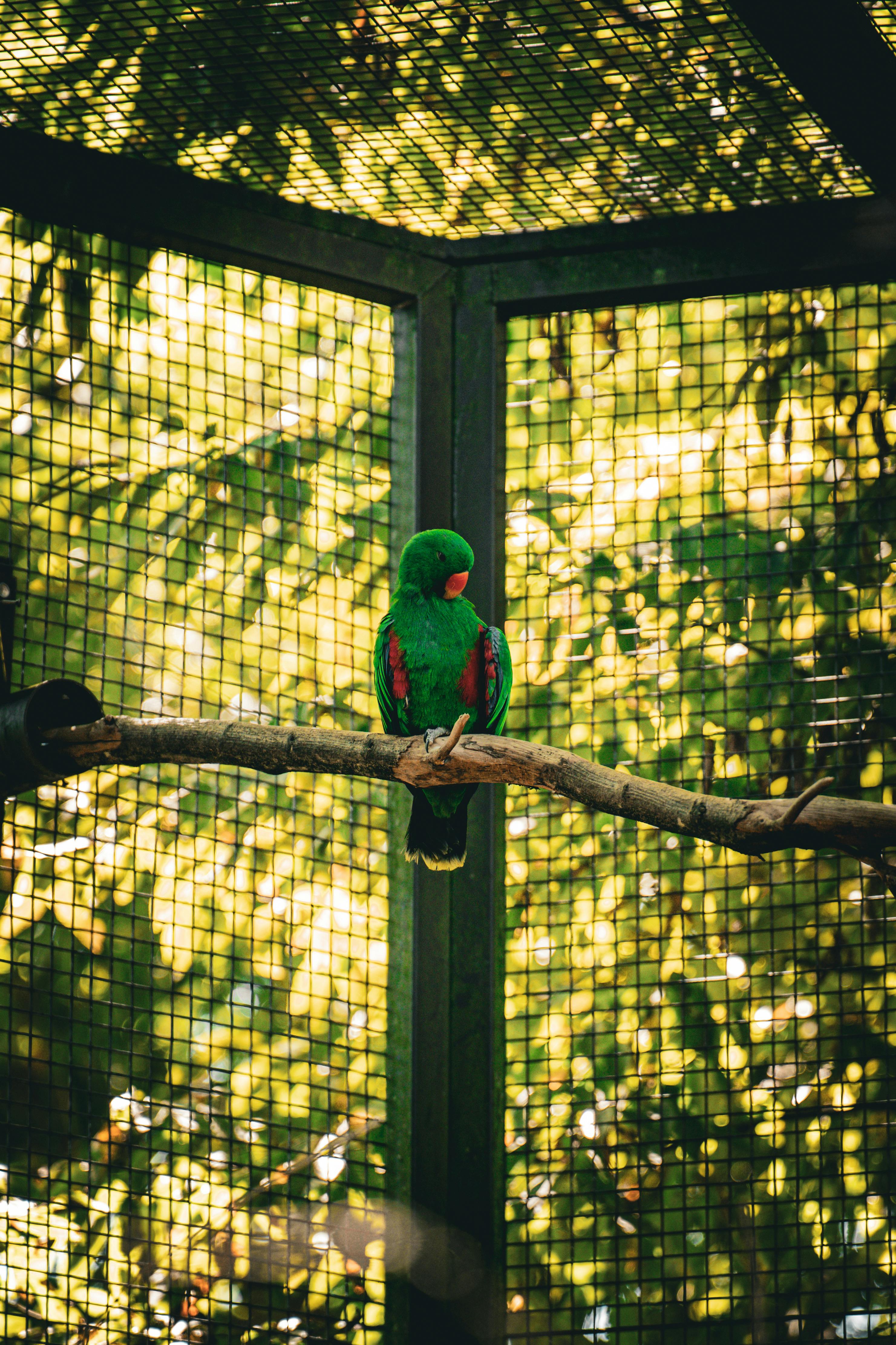 Bird Trap Photos, Download The BEST Free Bird Trap Stock Photos & HD Images