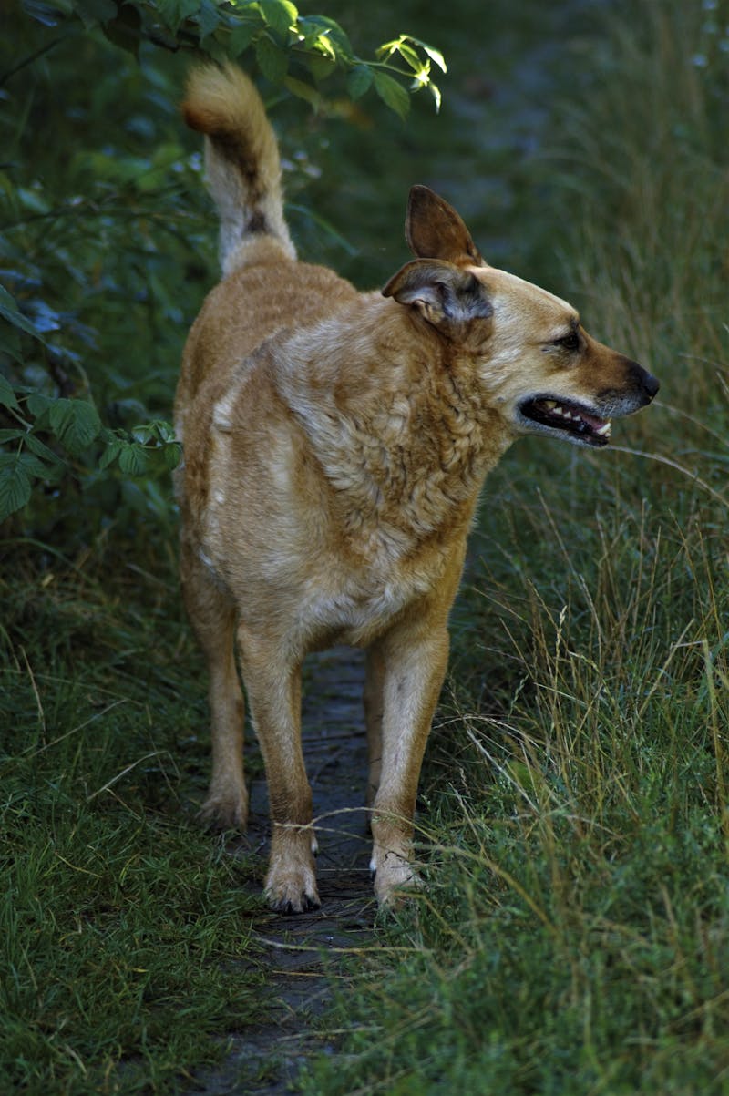 Cute+Pokies Photos, Download The BEST Free Cute+Pokies Stock Photos ...