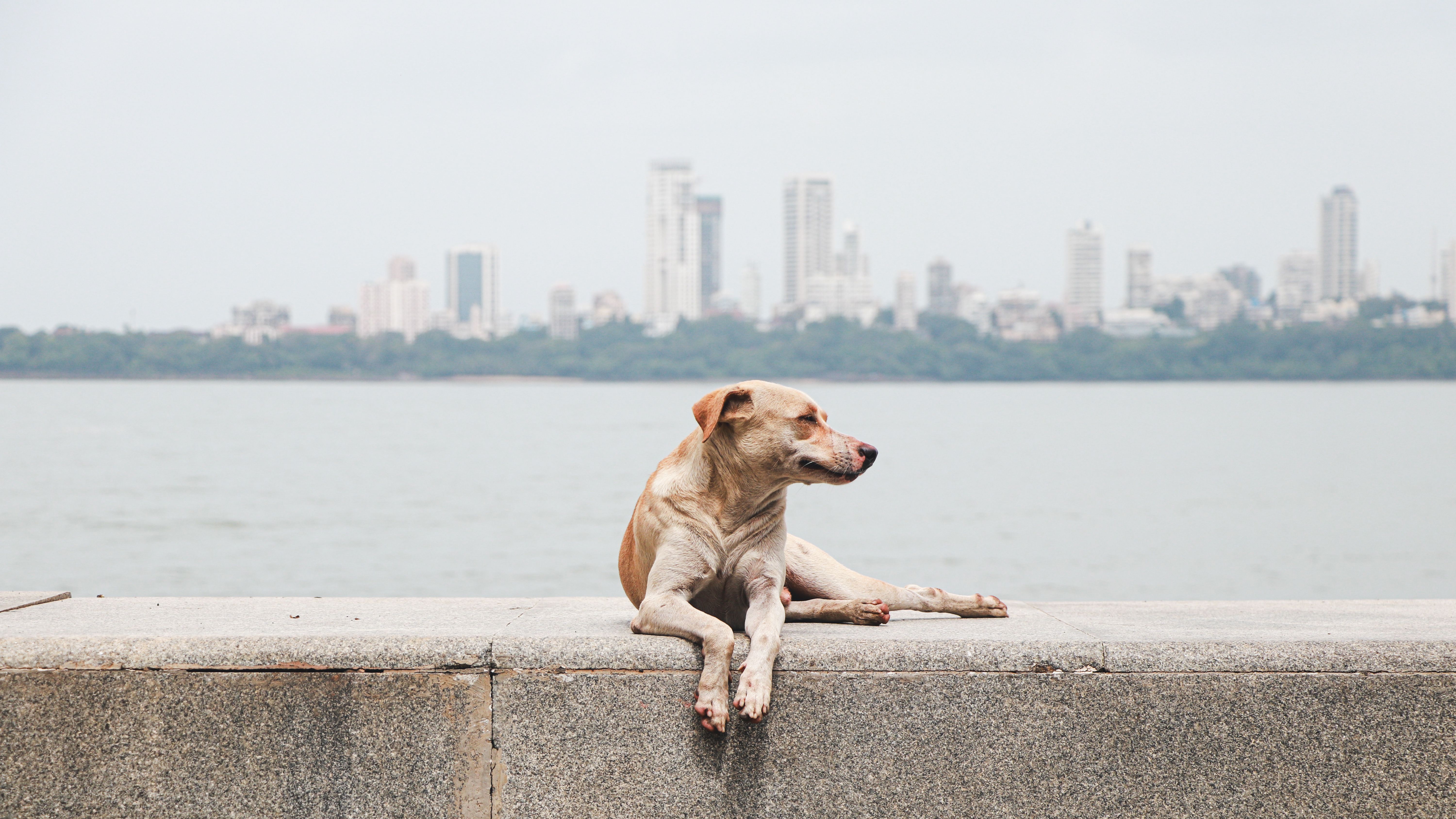 Dog Relaxing by the Waterfront with City Skyline · Free Stock Photo