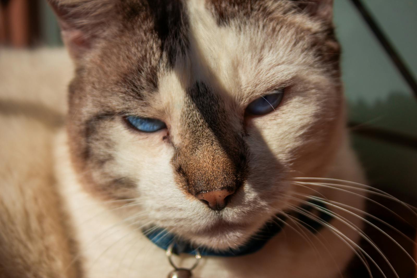 Sigma Cat Photos, Download The BEST Free Sigma Cat Stock Photos & HD Images