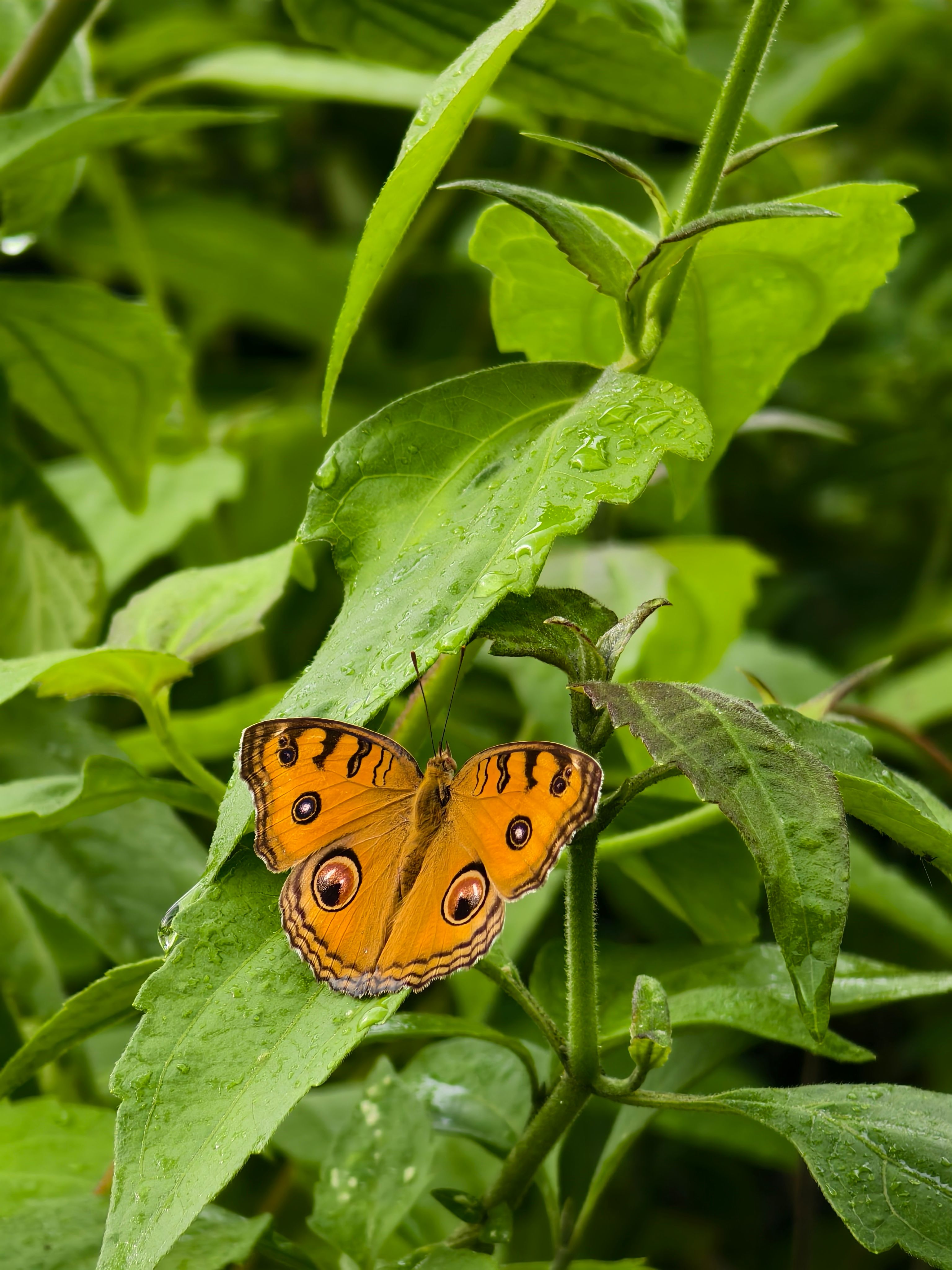 Mariposa Photos, Download The BEST Free Mariposa Stock Photos & HD Images
