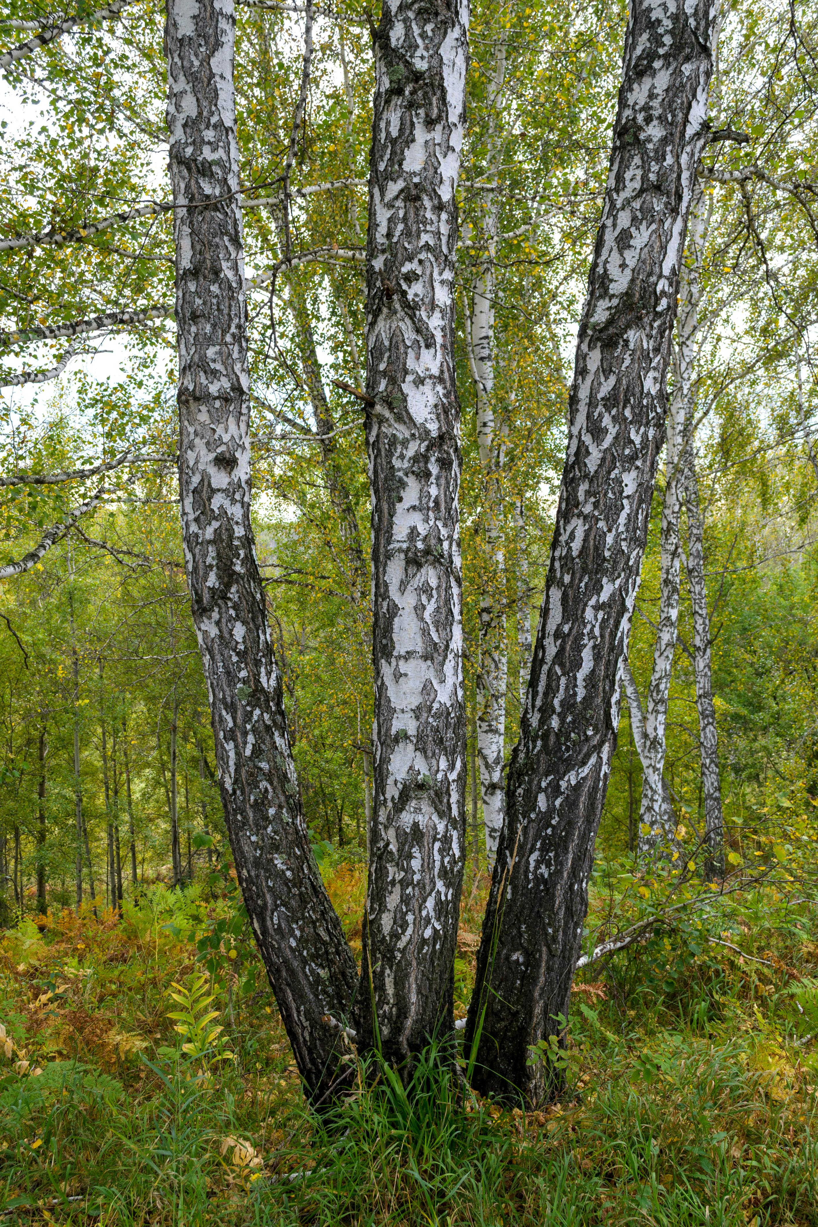 Free Images September Photos, Download The BEST Free Free Images ...