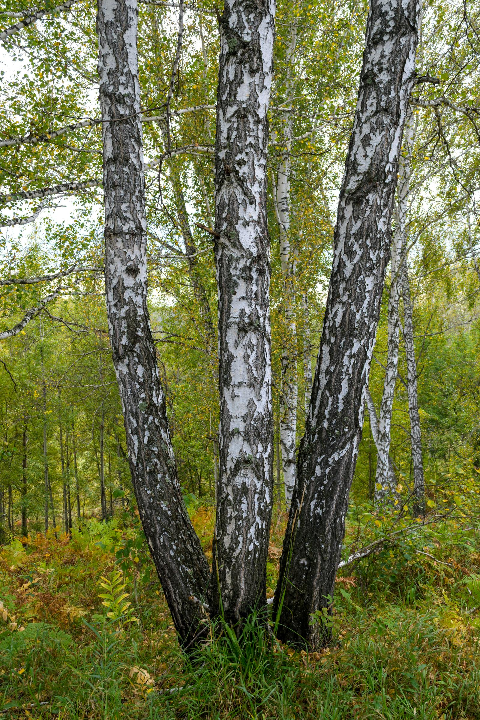 Free Images September Photos, Download The BEST Free Free Images ...