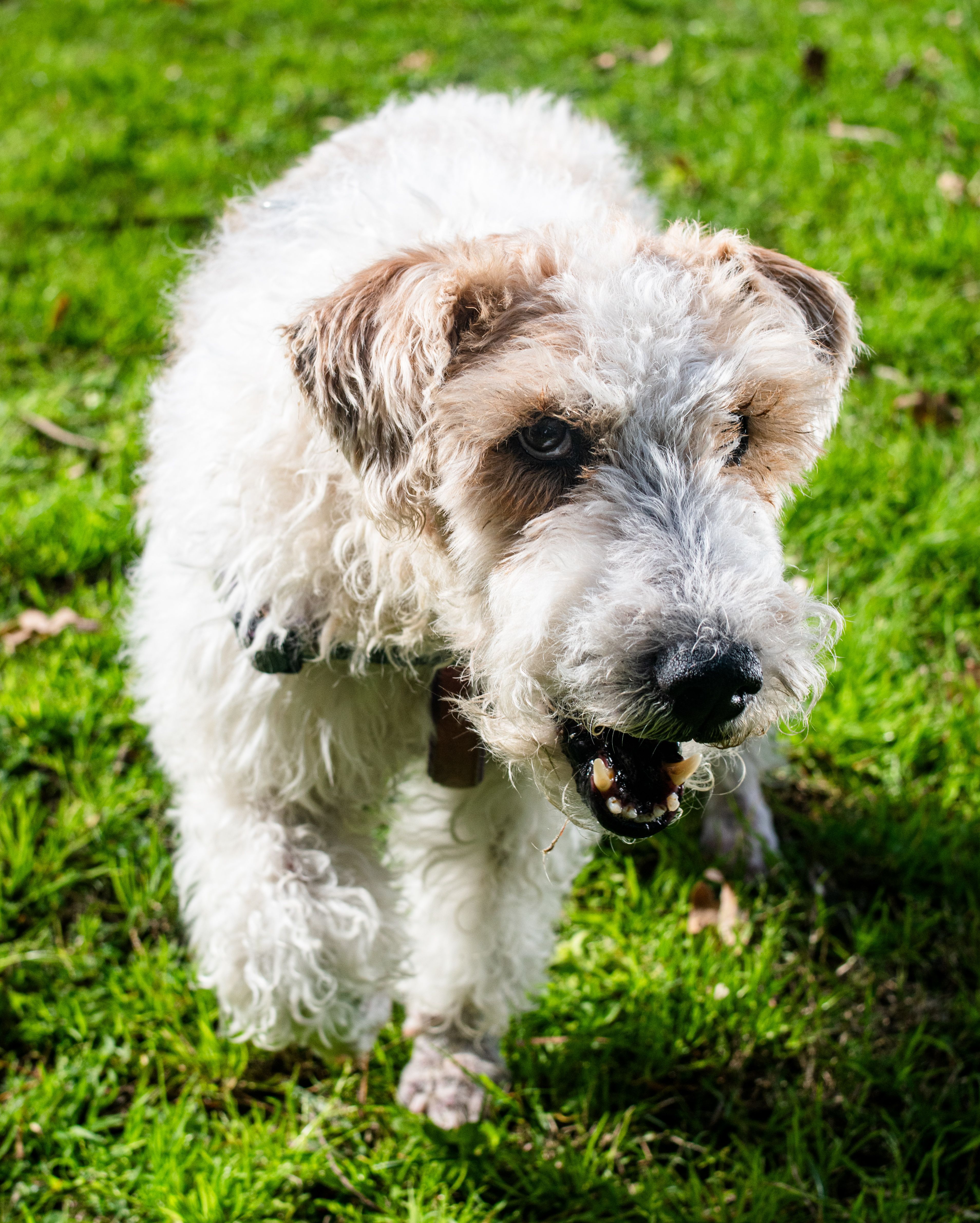 Fox Terrier Dog Photos, Download The BEST Free Fox Terrier Dog Stock ...