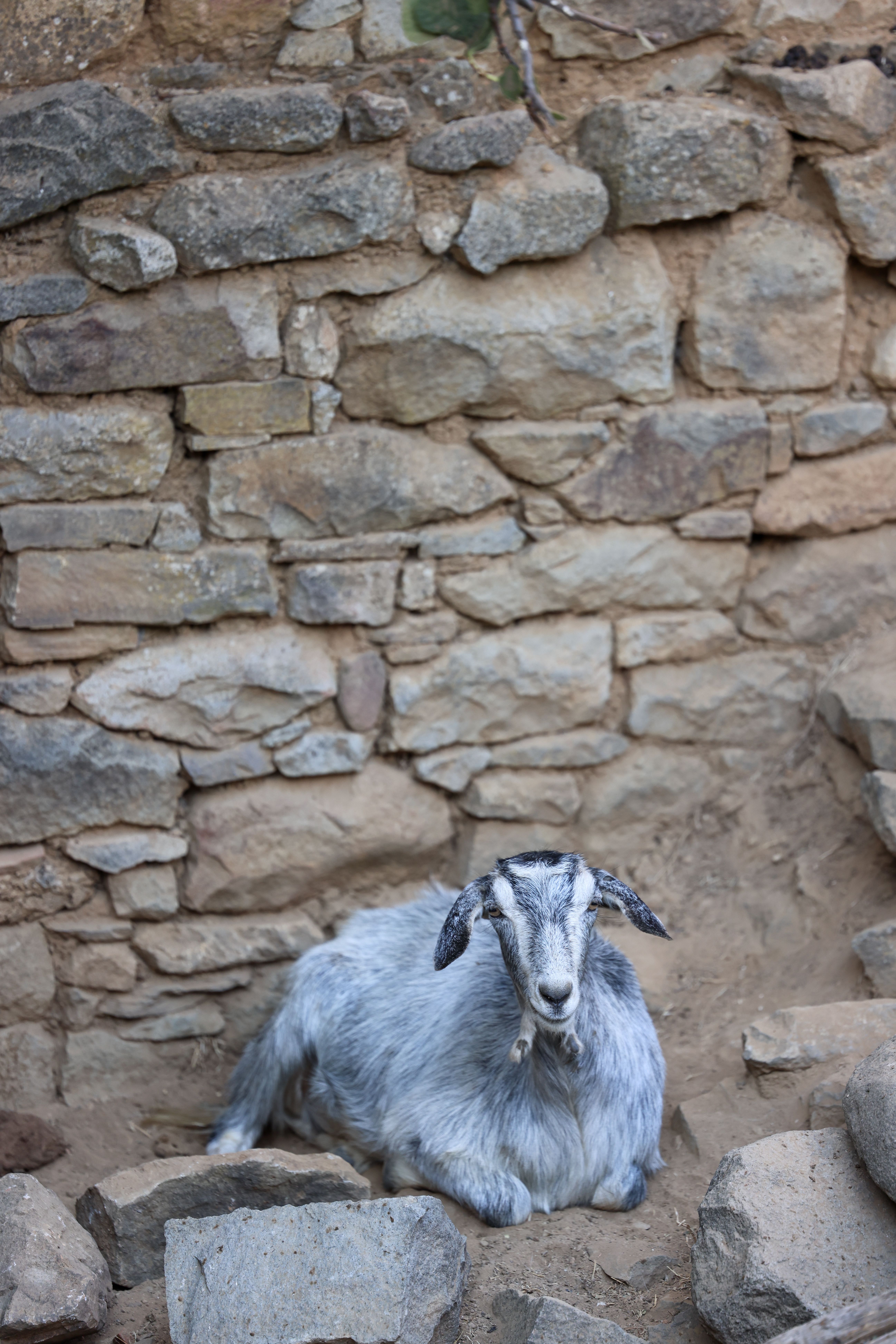 Goat+File+In+Jpg Photos, Download The BEST Free Goat+File+In+Jpg Stock ...
