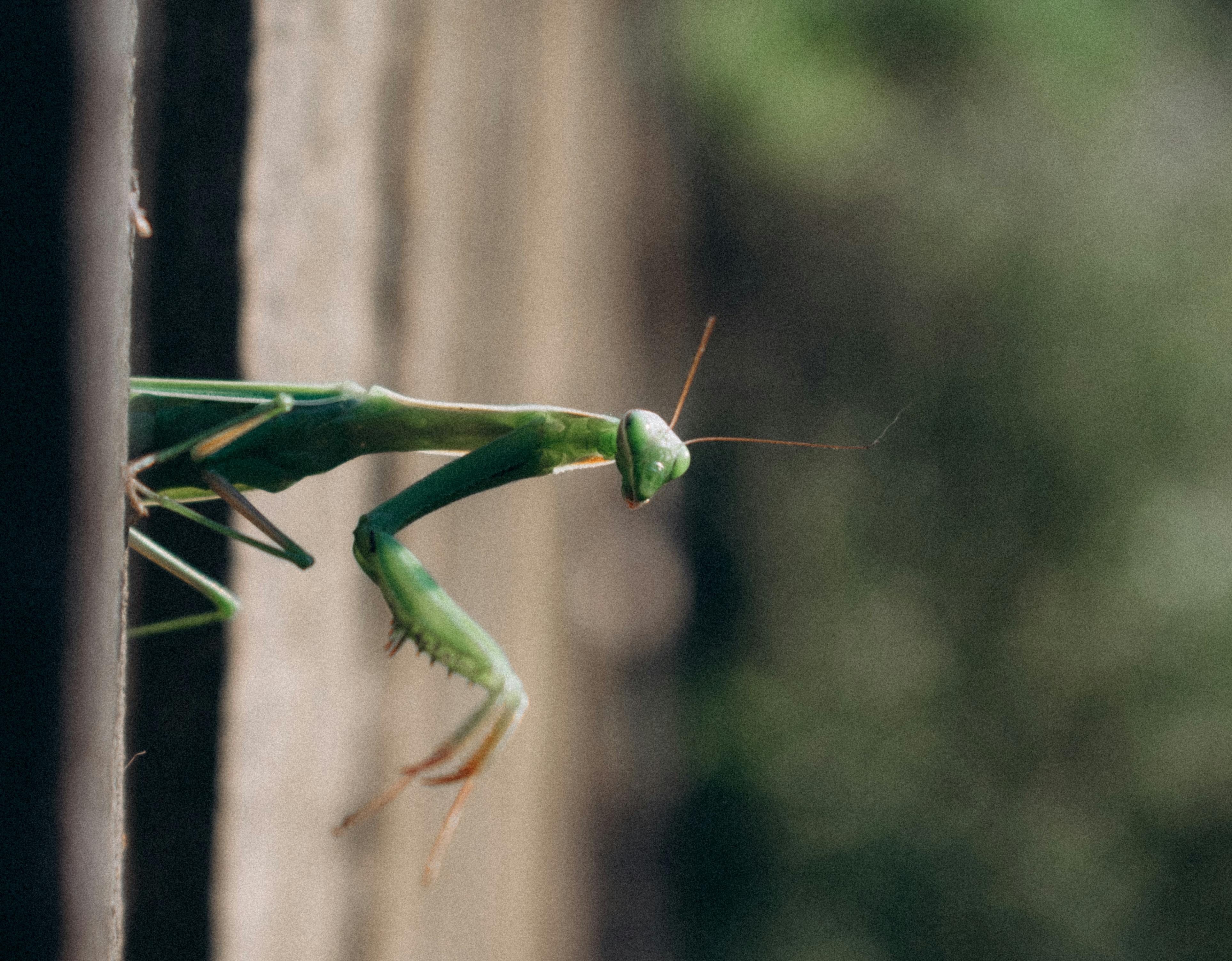 Adaptation Photos, Download The BEST Free Adaptation Stock Photos & HD ...