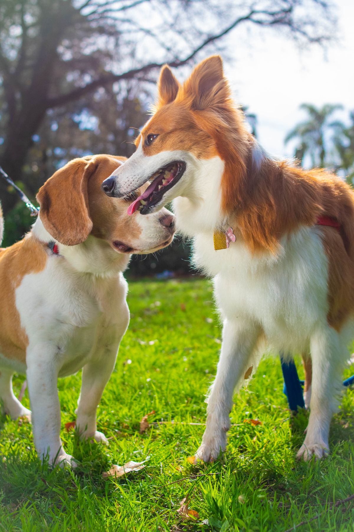 Dog Barking Photos, Download The BEST Free Dog Barking Stock Photos ...