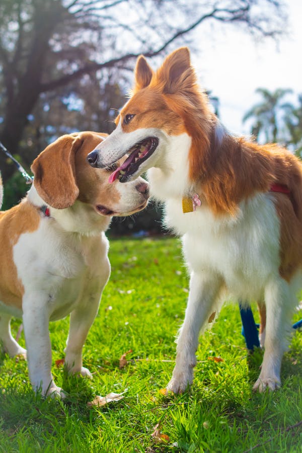 Dog Barking Photos, Download The BEST Free Dog Barking Stock Photos ...