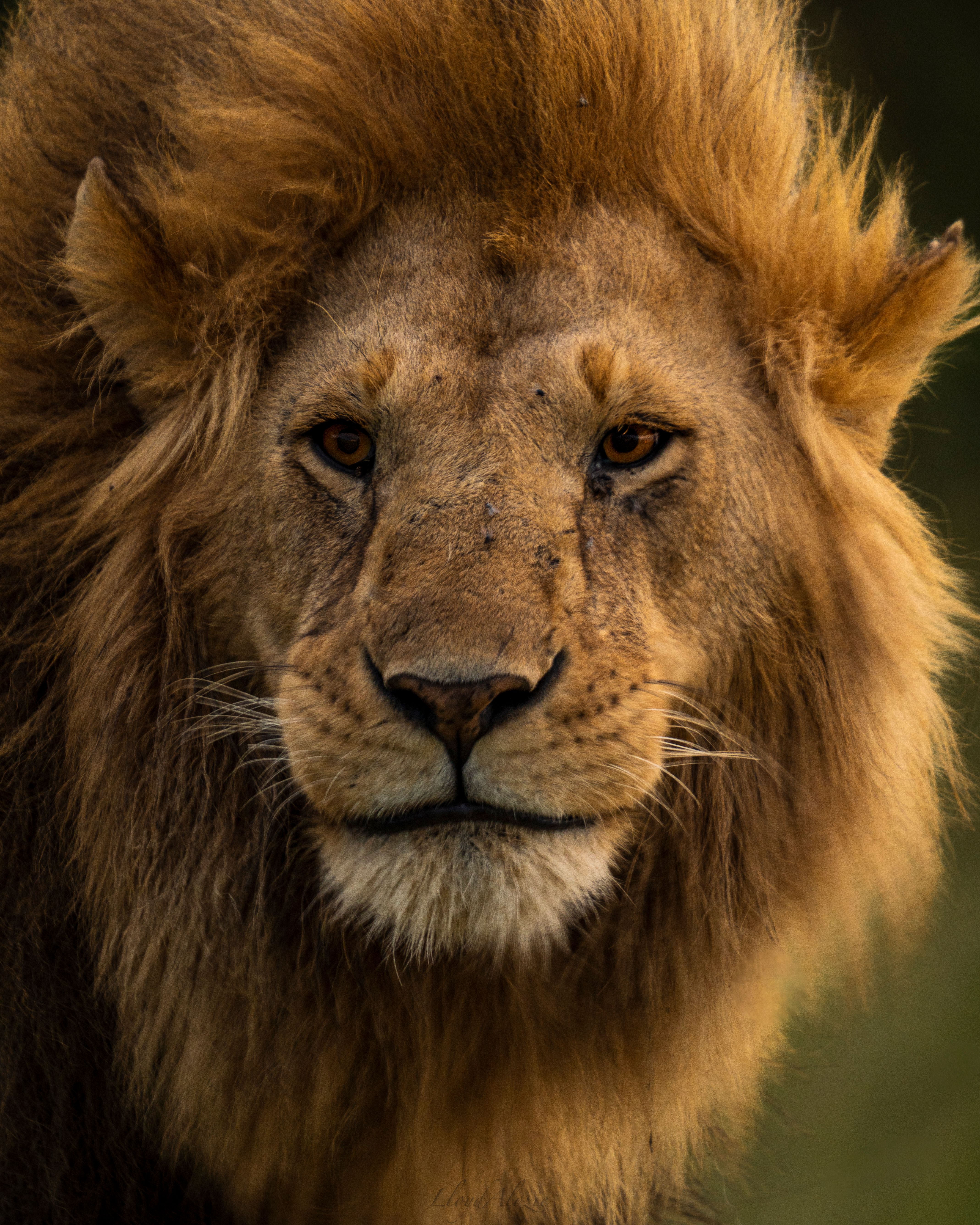 Lion Embroidery Photos, Download The BEST Free Lion Embroidery Stock ...