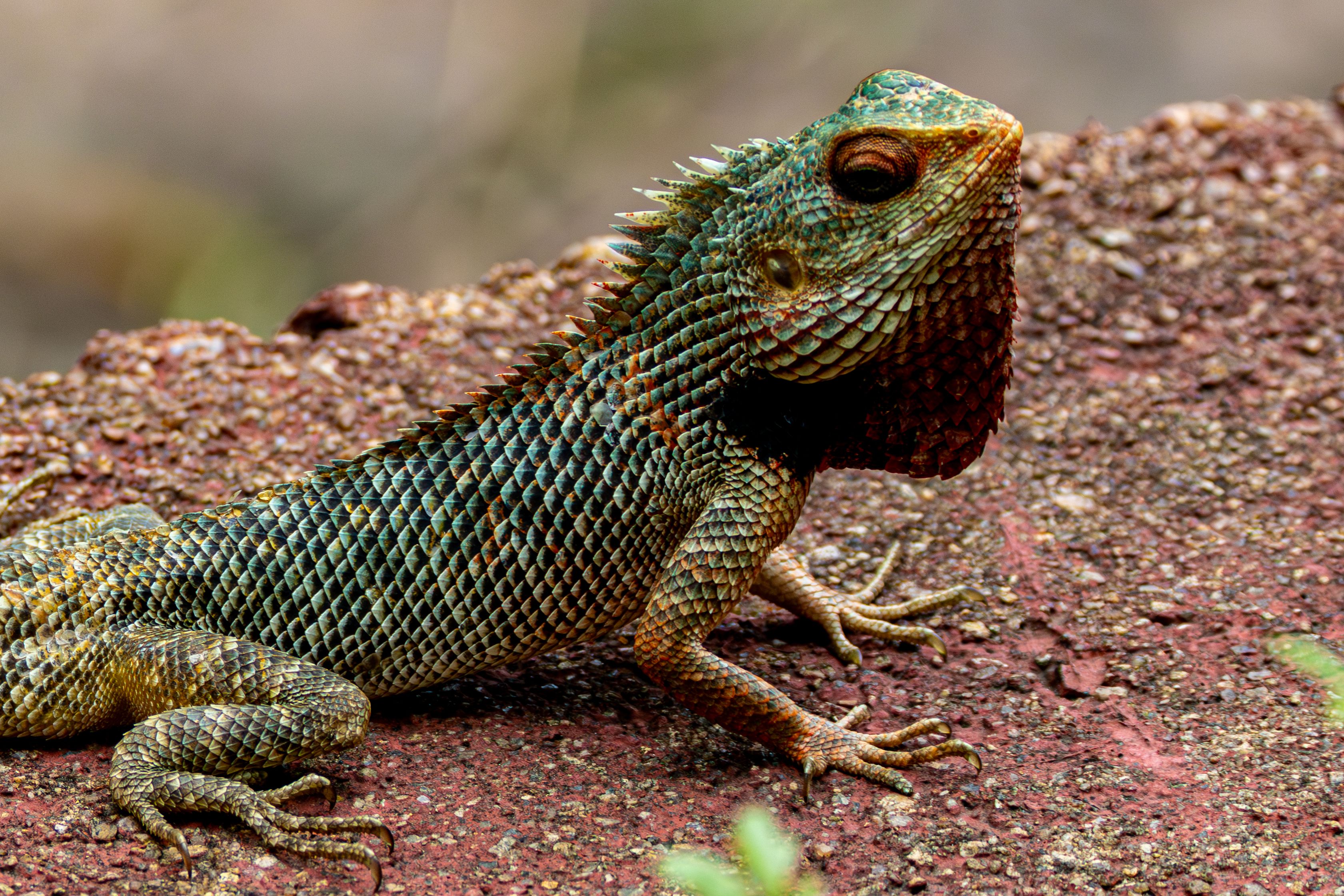 Colorful Indian Garden Lizard on Rock Surface · Free Stock Photo