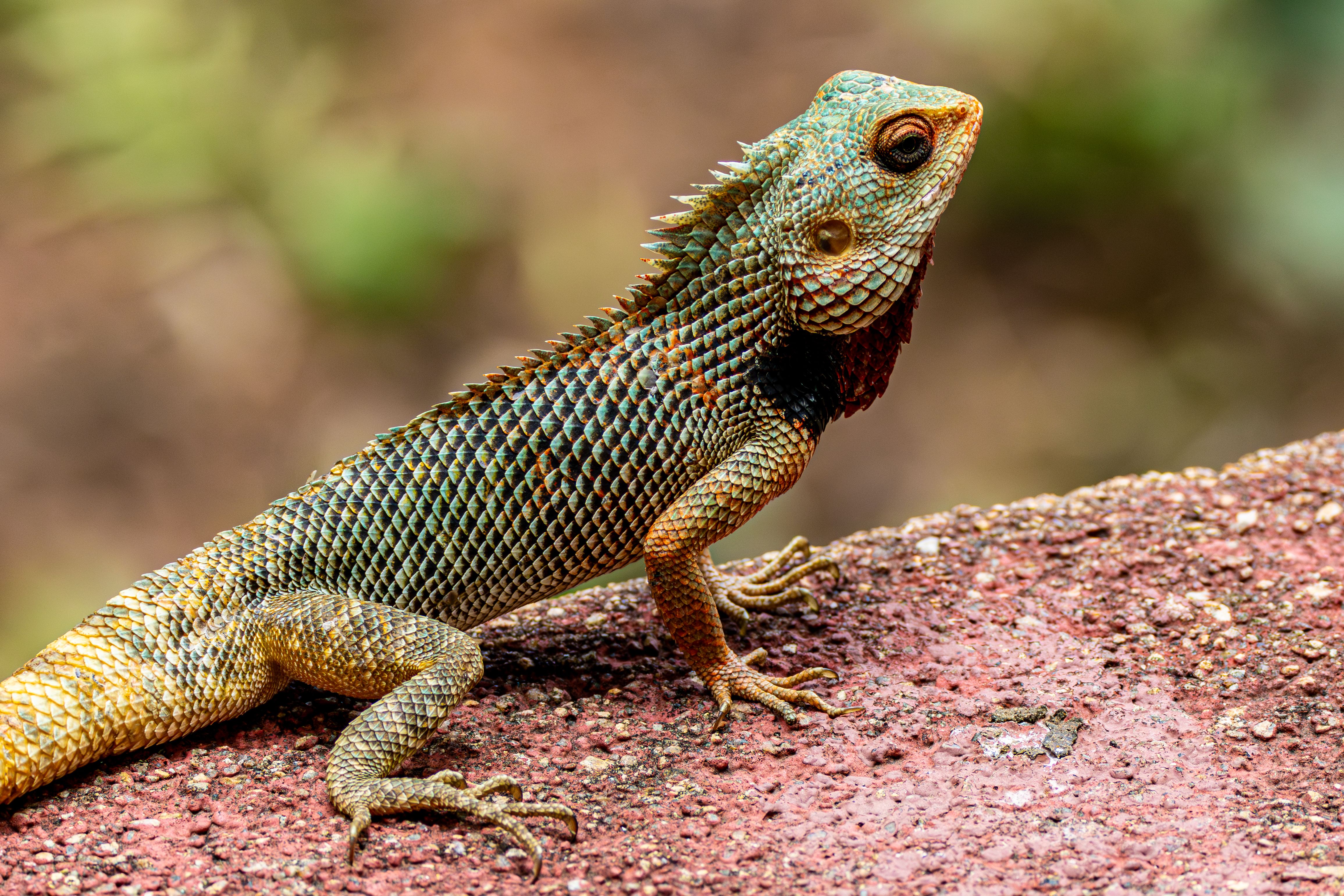 High+Resolution+Scales Photos, Download The BEST Free High+Resolution ...