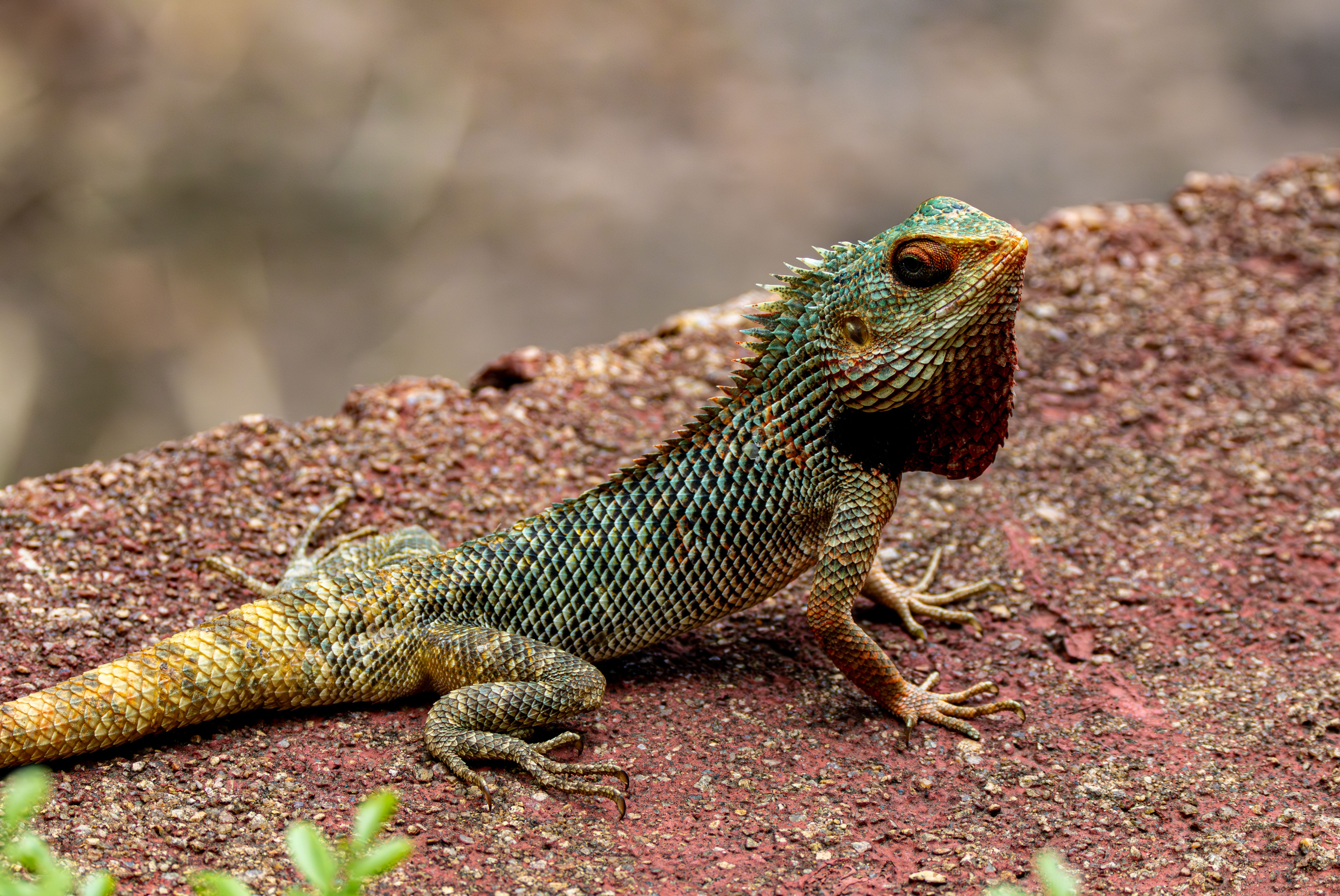 Tom The Lizard Hoppers Photos, Download The BEST Free Tom The Lizard ...