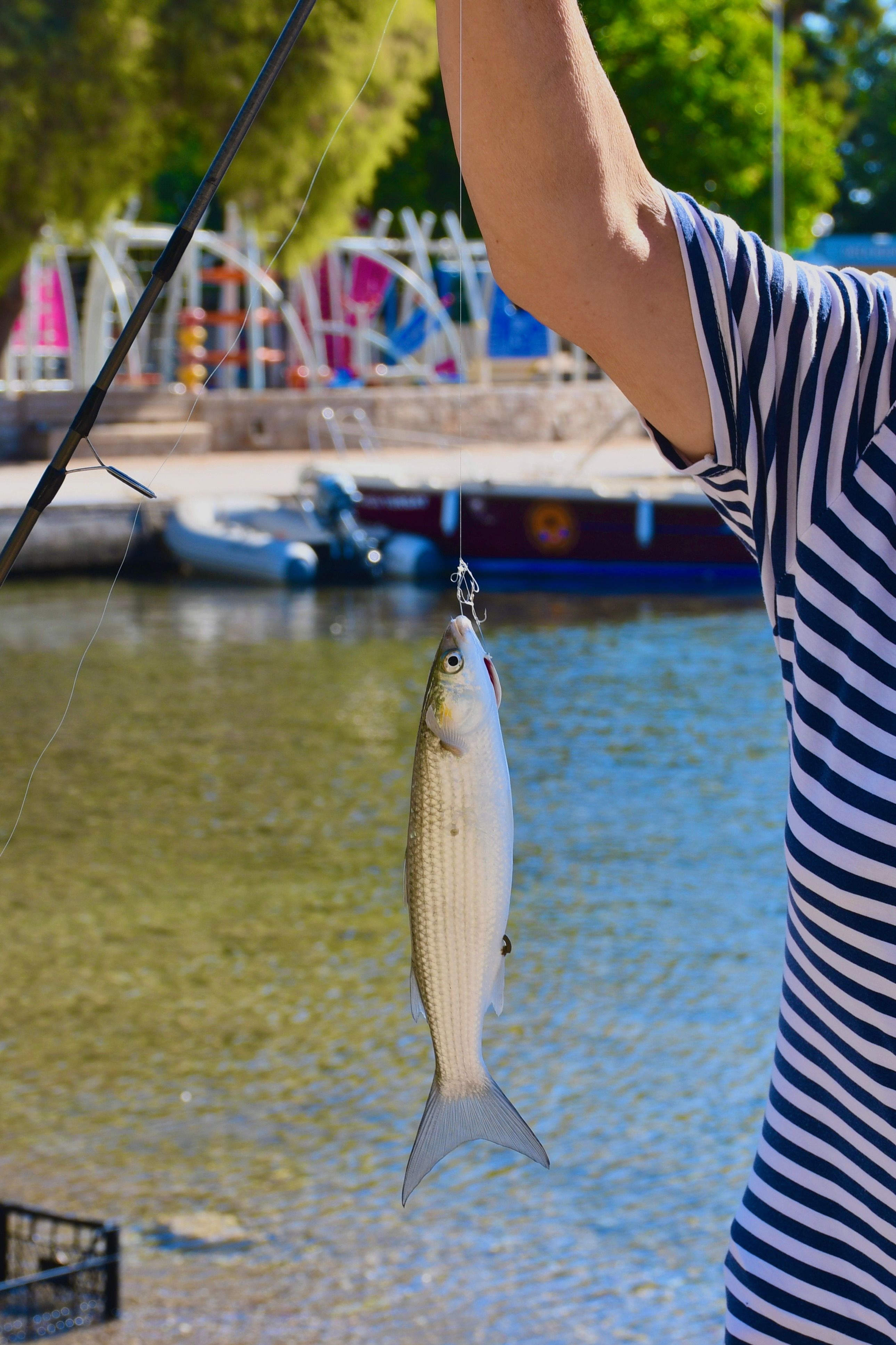 Person holding a freshly caught fish by the waterfront · Free Stock Photo