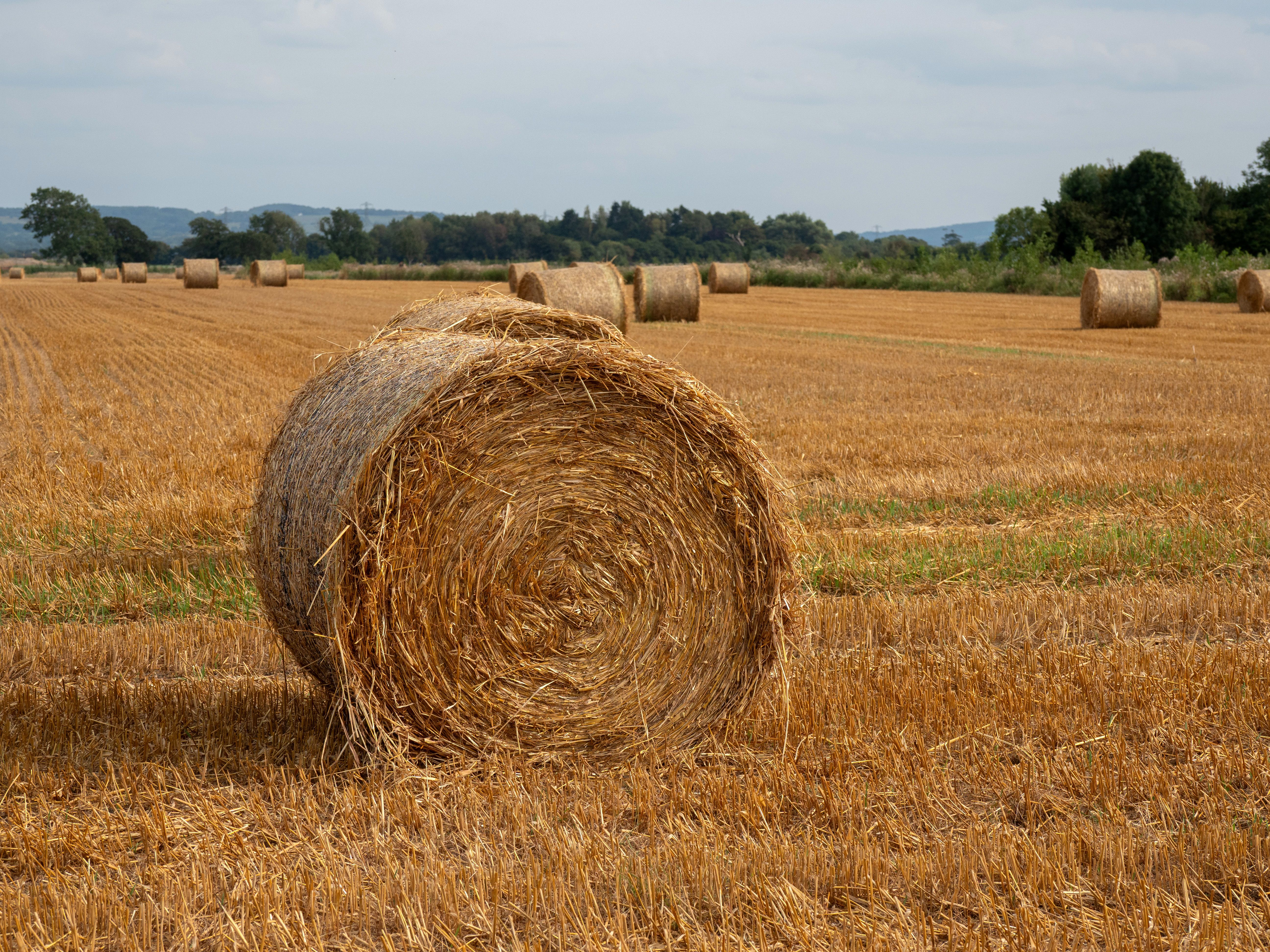Golden Hay Bales in Open Field Under Blue Sky · Free Stock Photo