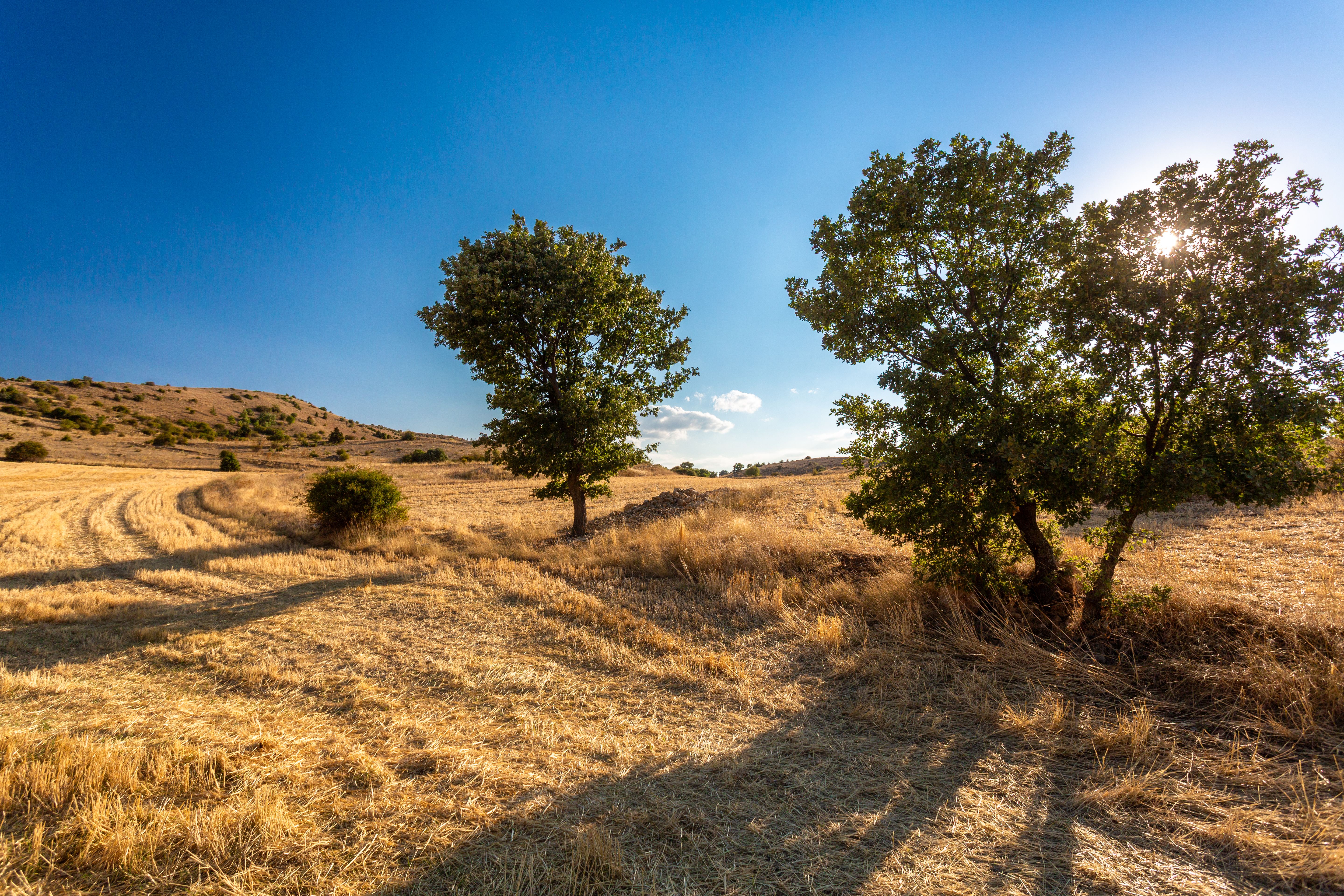 Crop Field Photos, Download The BEST Free Crop Field Stock Photos & HD ...