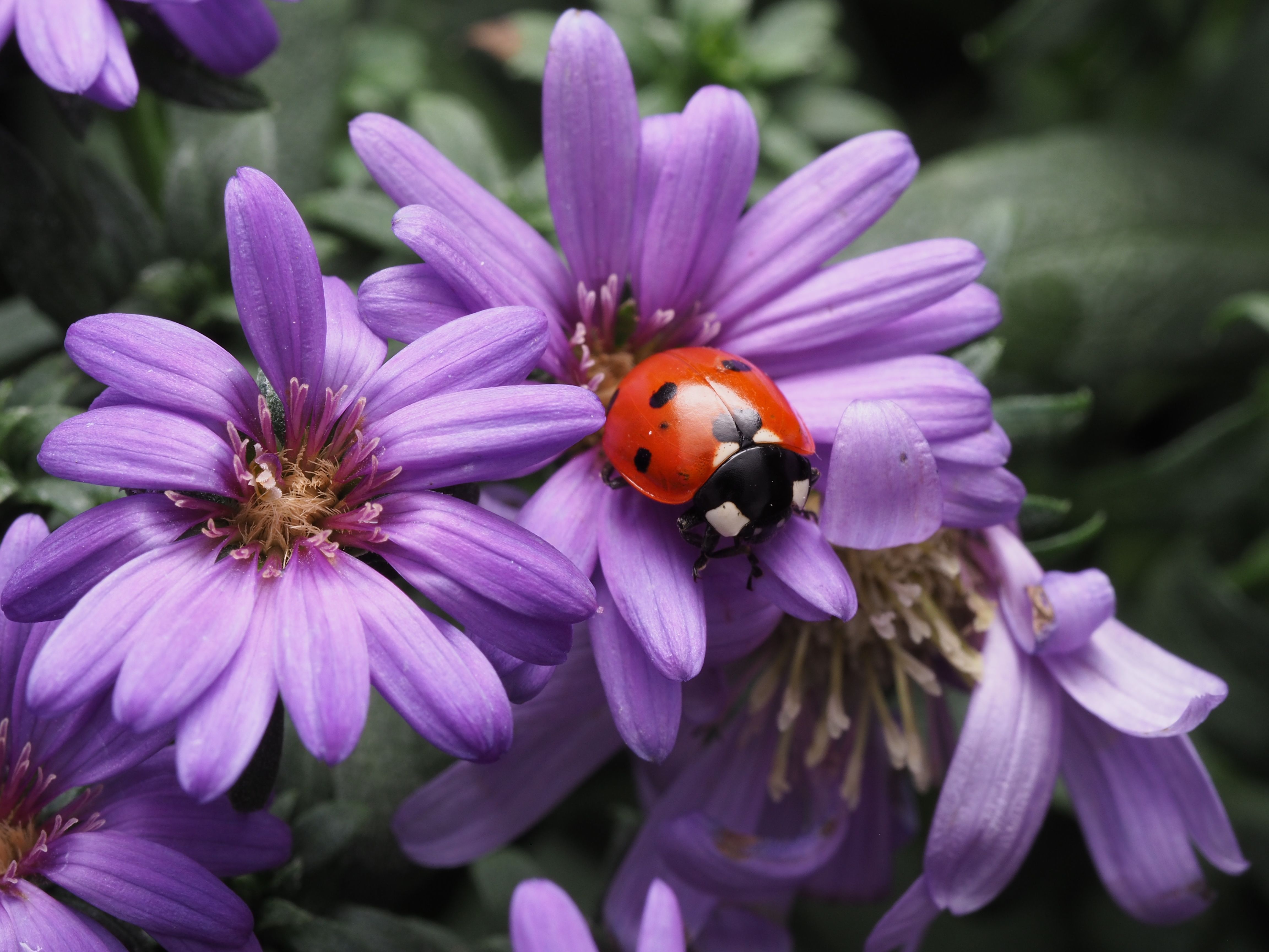 Ladybug on Pink Petaled Flower during Daytime · Free Stock Photo