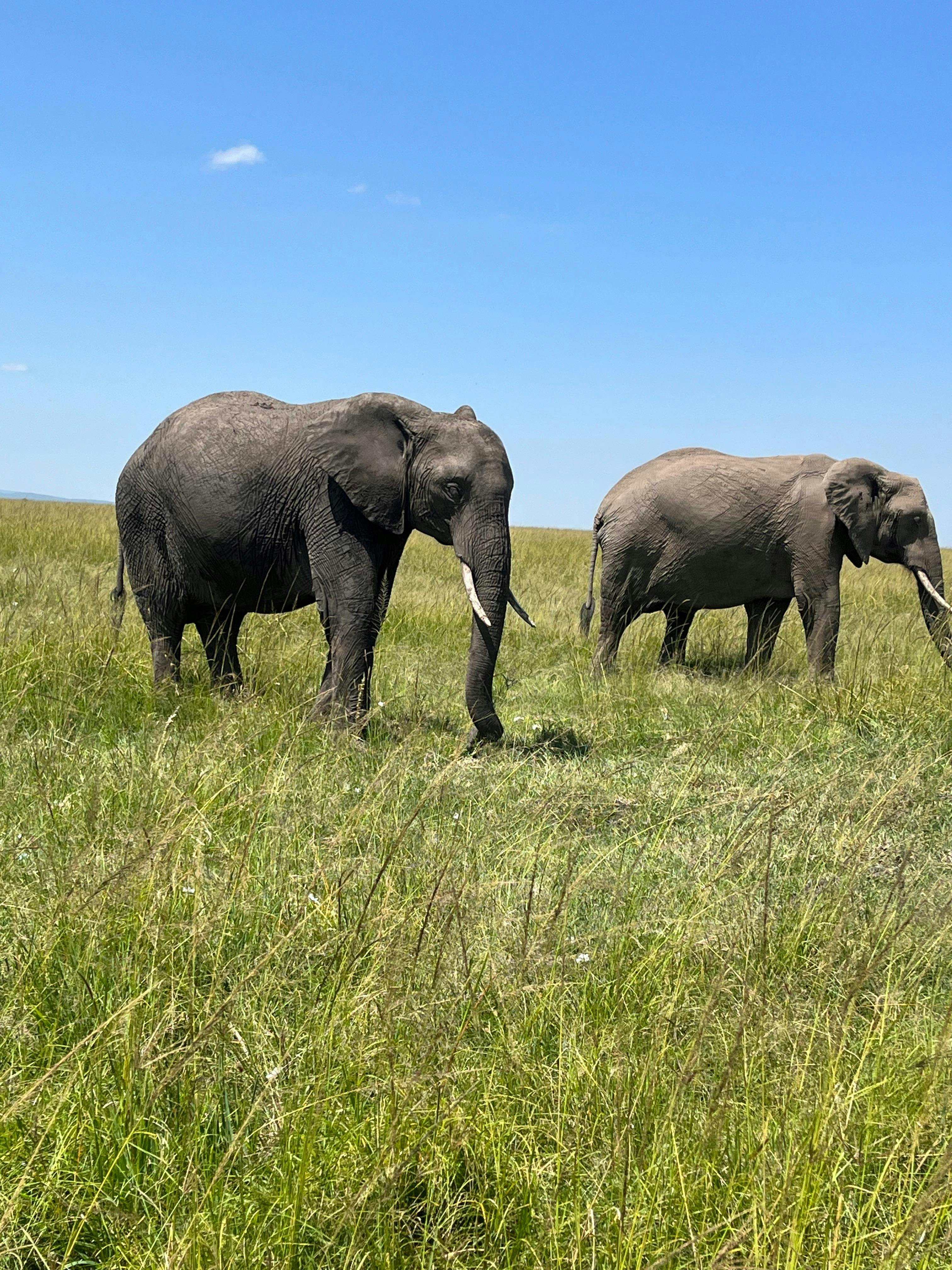 Animals 4k Photos, Download The BEST Free Animals 4k Stock Photos & HD ...