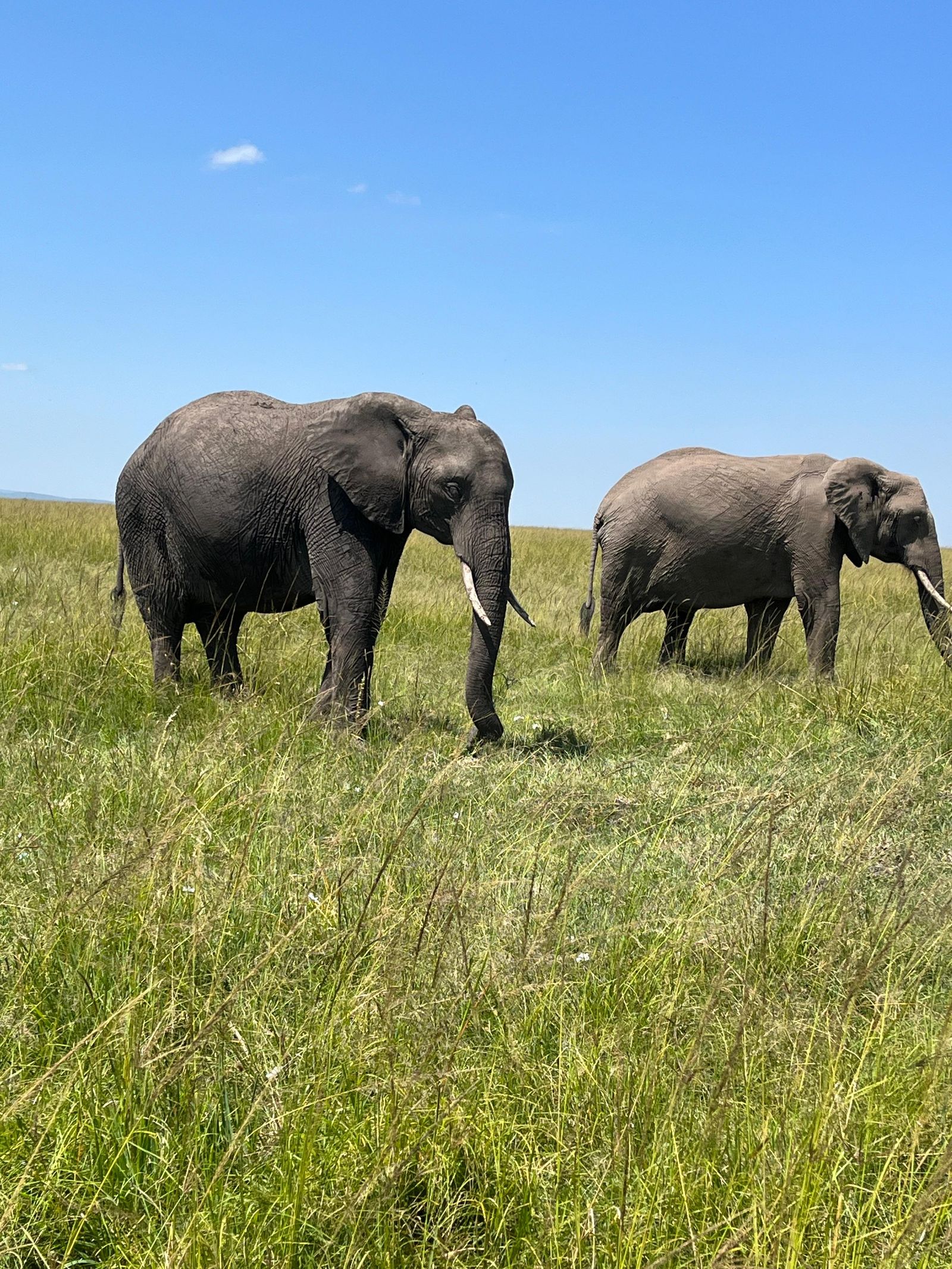 Animals 4k Photos, Download The BEST Free Animals 4k Stock Photos & HD ...