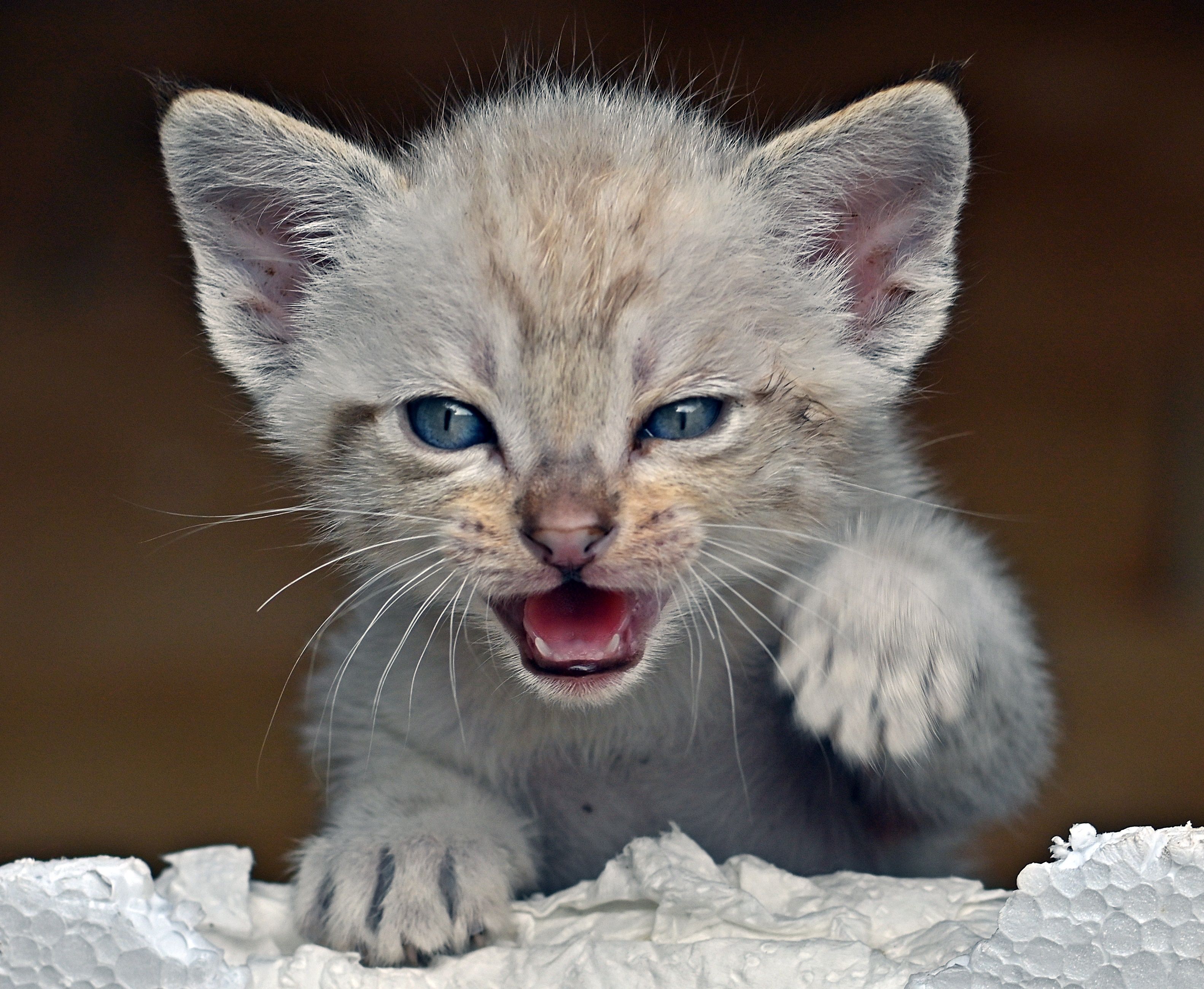 Newborn Kitten Screaming · Free Stock Photo