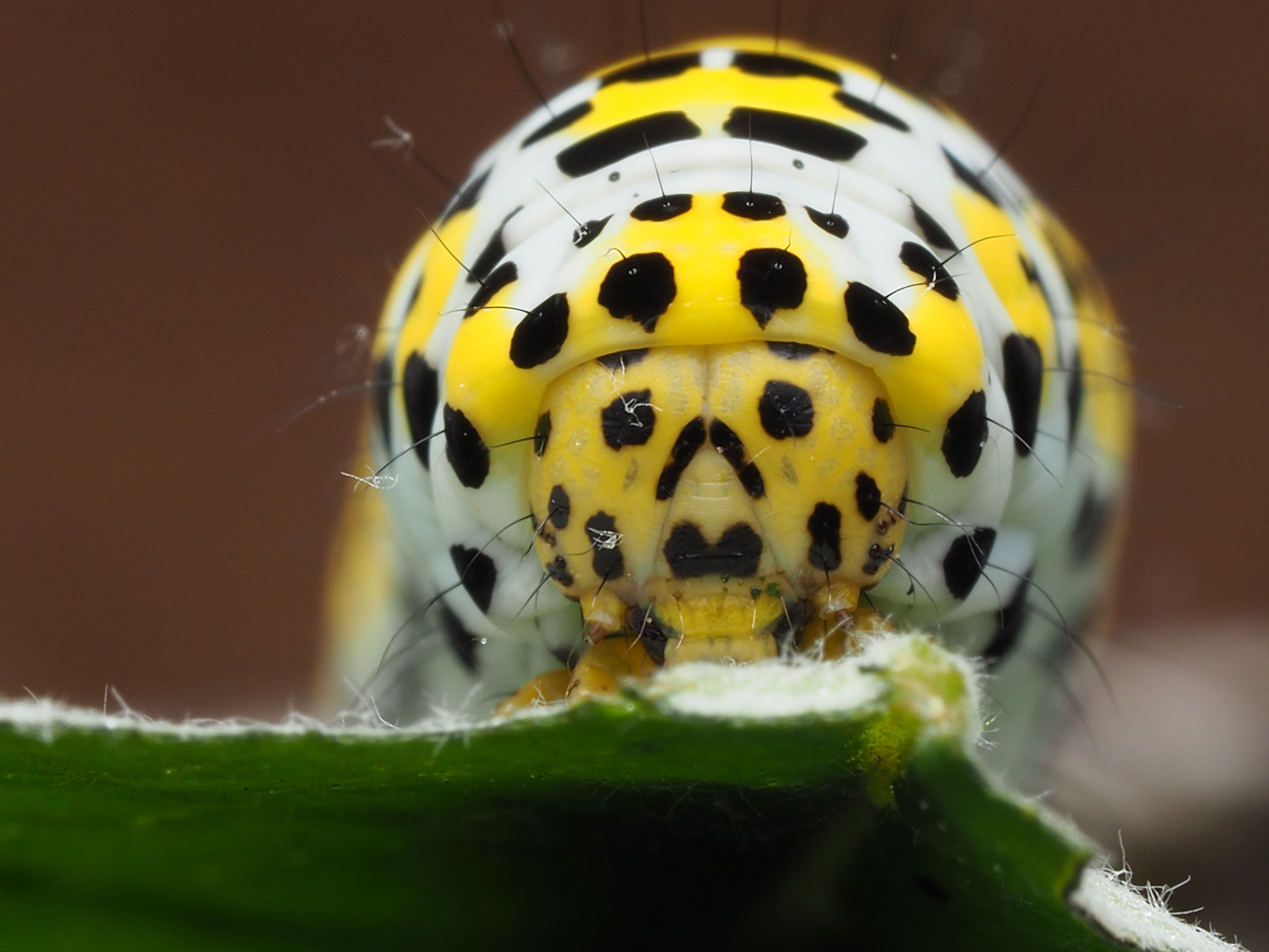 Caterpillar Face Photos, Download The BEST Free Caterpillar Face Stock ...