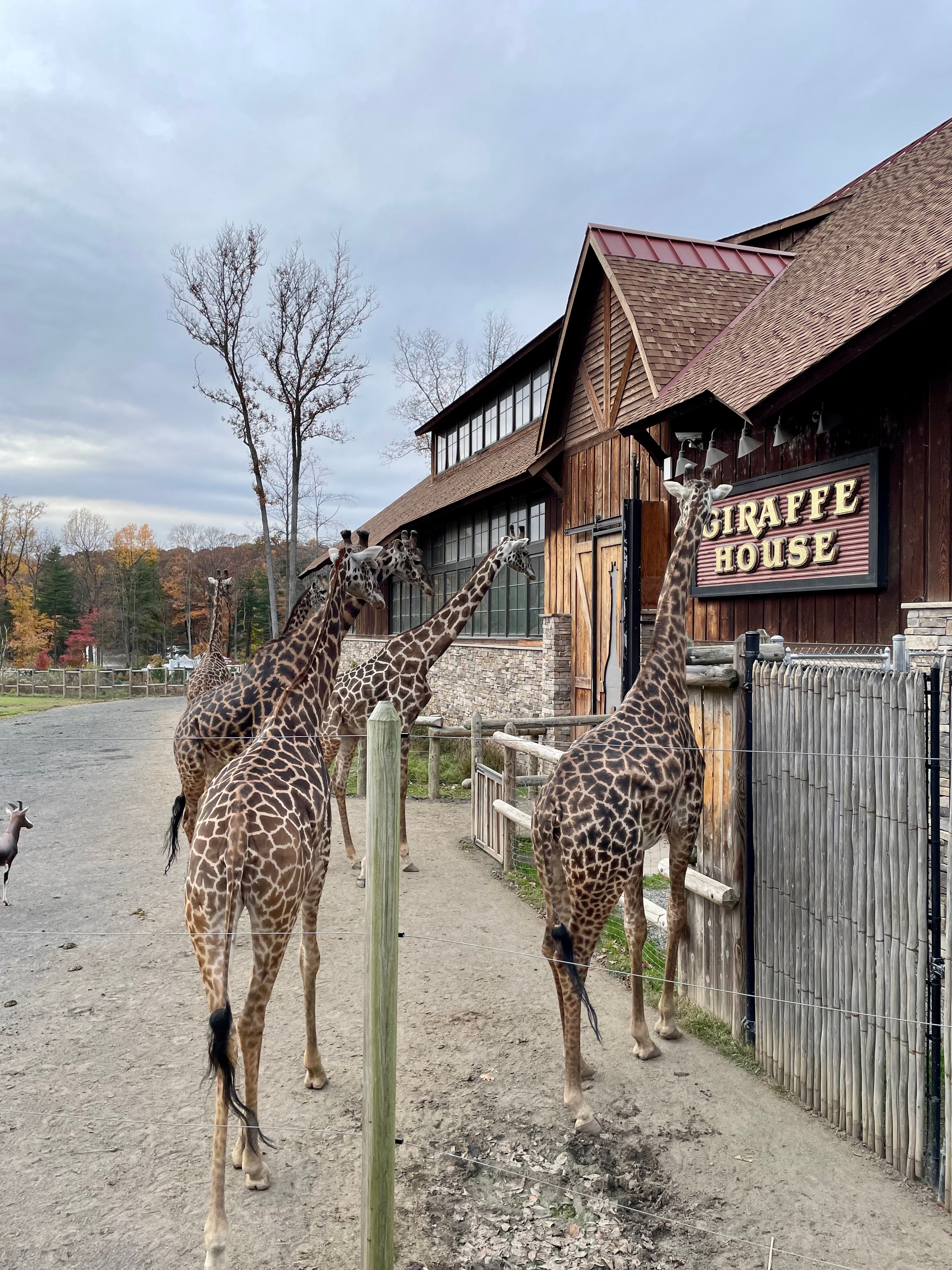 Giraffes at the Giraffe House in West Orange Zoo · Free Stock Photo