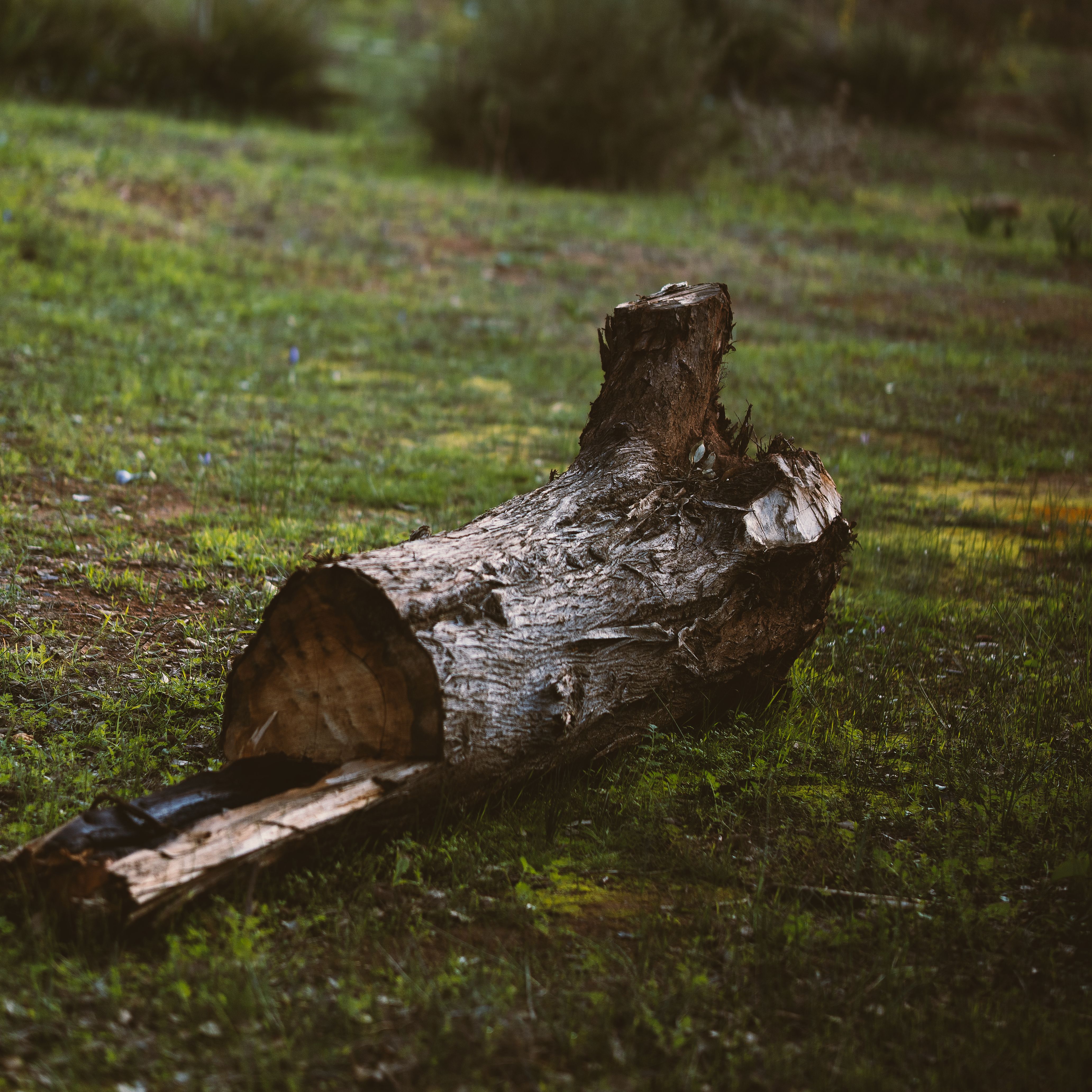 Fallen Tree Log in Lush Green Forest Clearing · Free Stock Photo