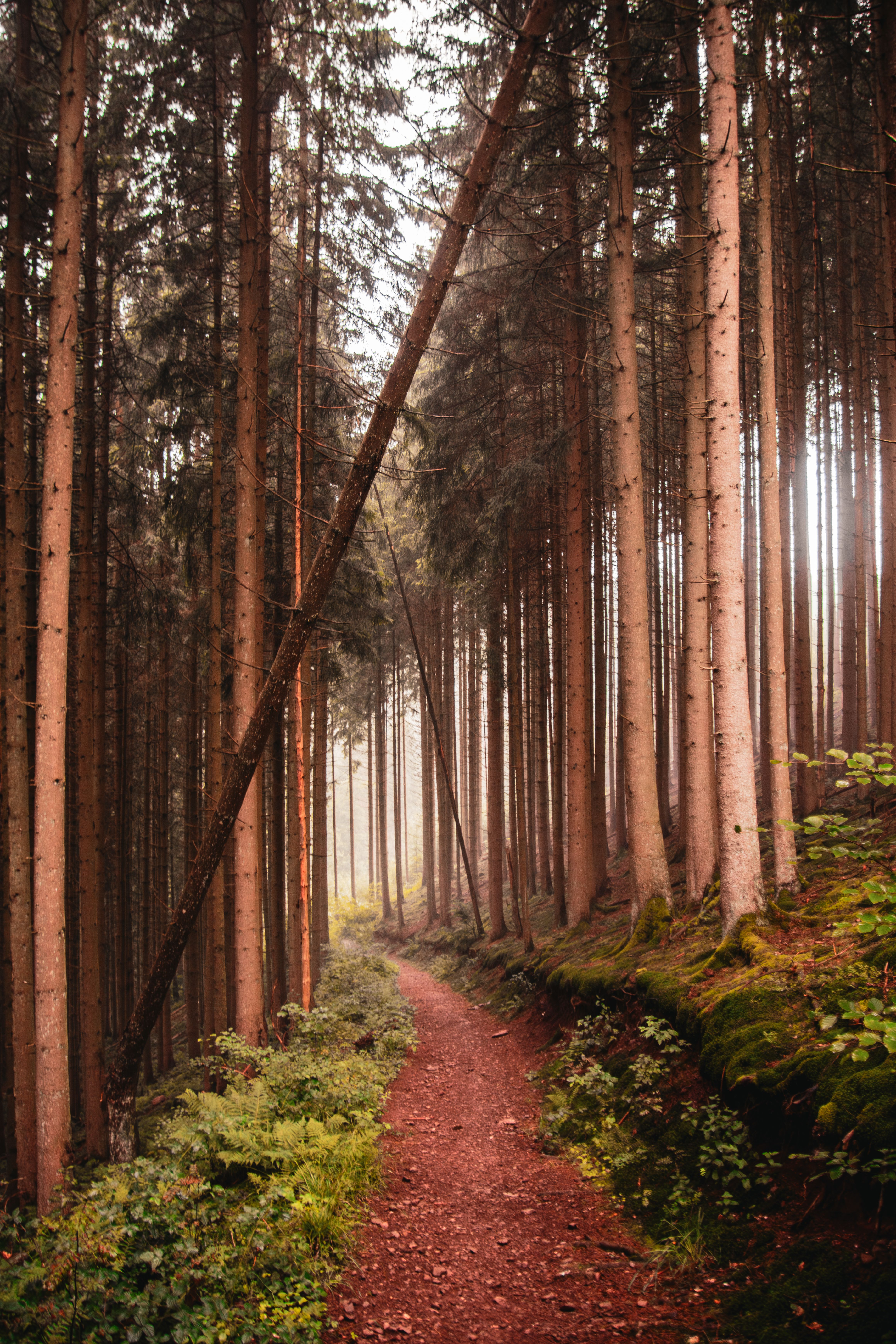 Empty Forest · Free Stock Photo