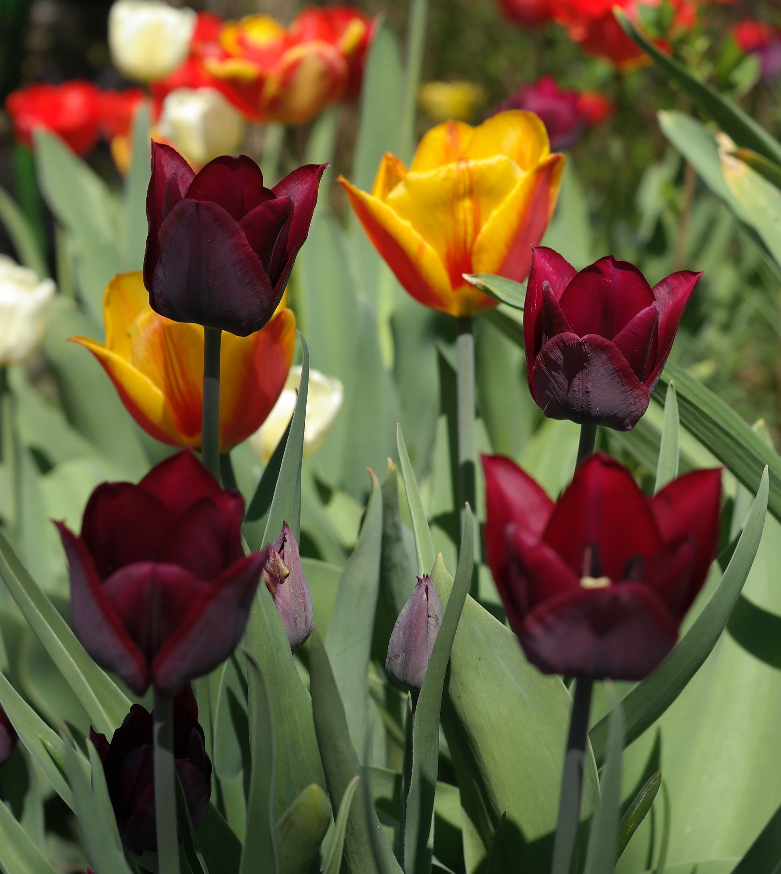 Spring Season Photos, Download The BEST Free Spring Season Stock Photos ...