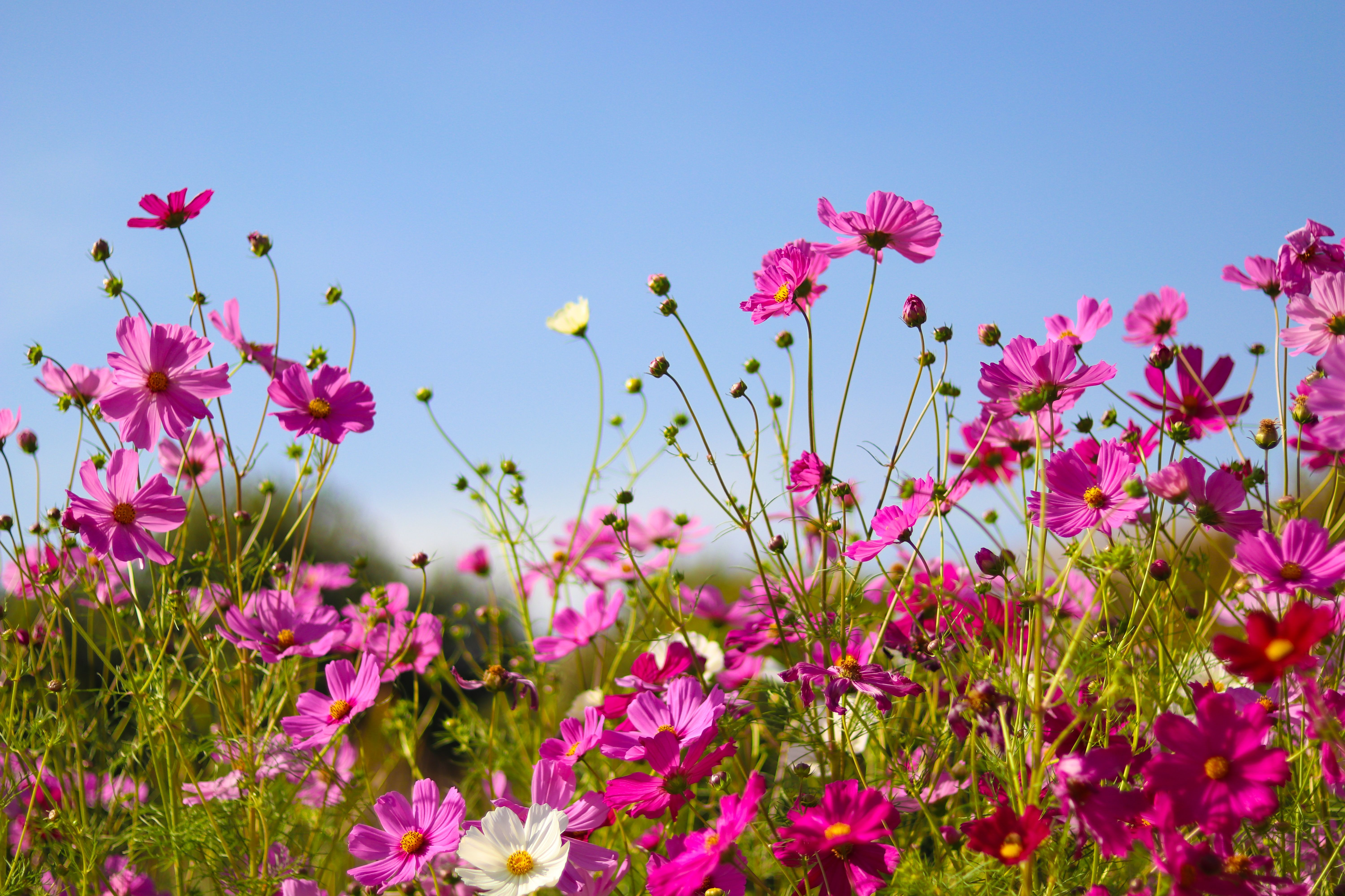 Edit in Canva